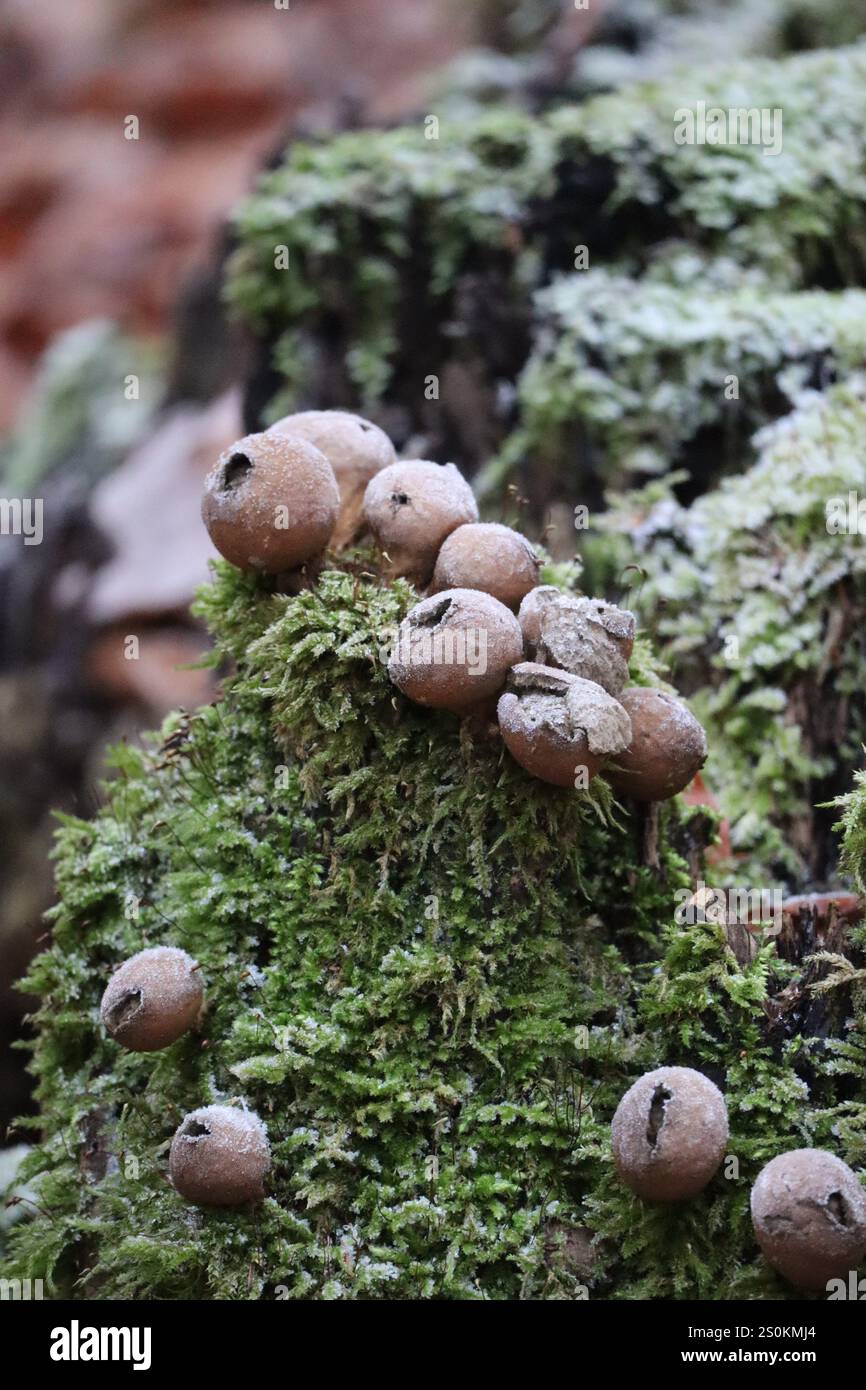 Pear puffballs with hoarfrost hi-res stock photography and images - Alamy