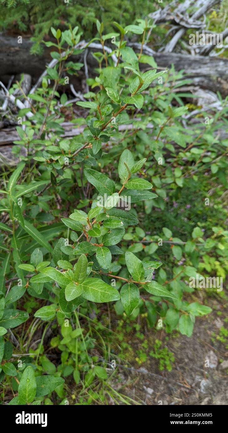 Canadian buffalo-berry (Shepherdia canadensis Stock Photo - Alamy