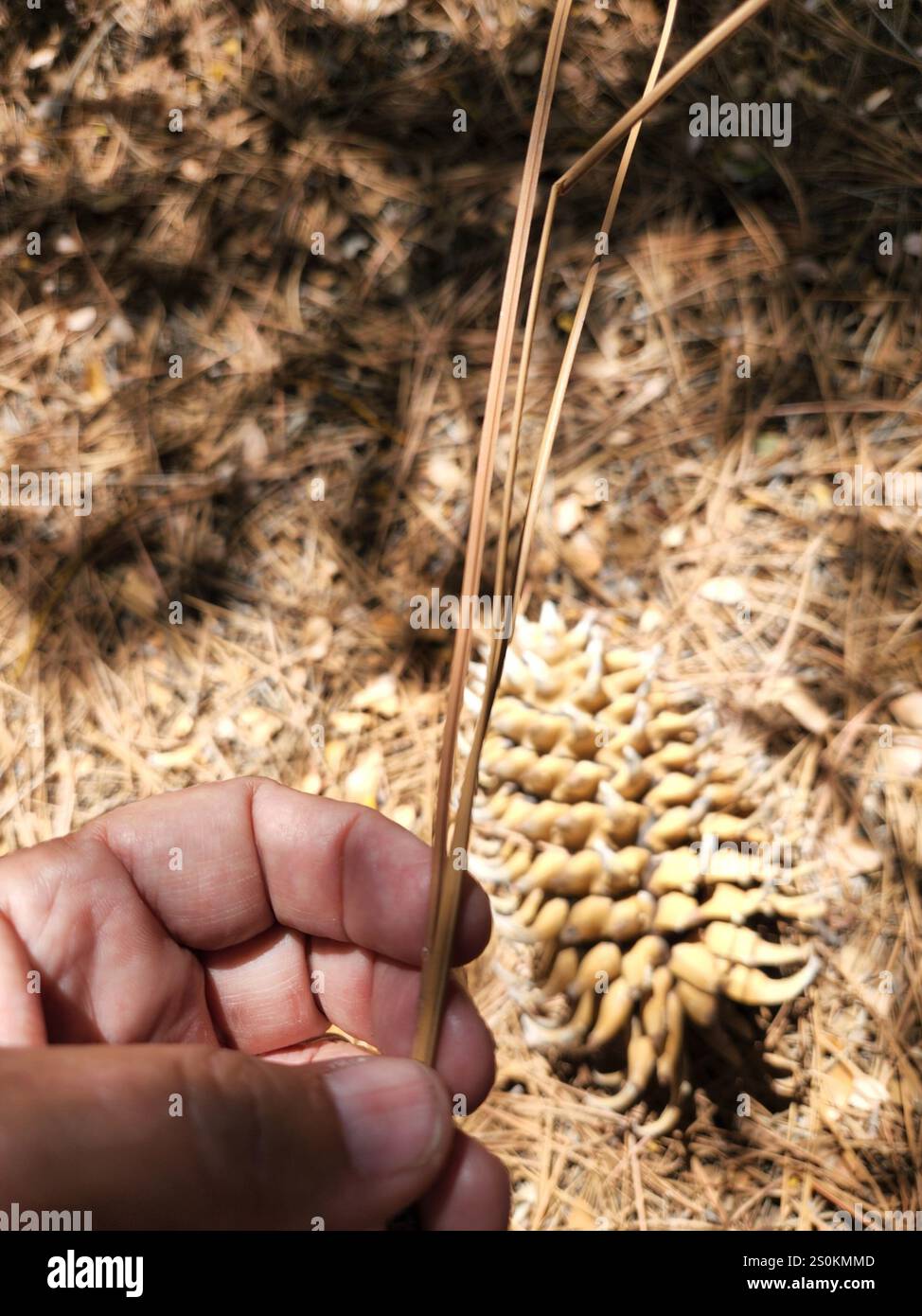 Coulter pine (Pinus coulteri Stock Photo - Alamy