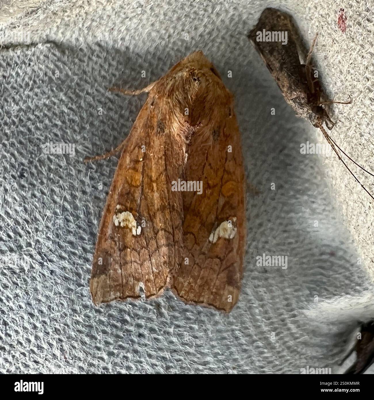 Ear Moths (Amphipoea Stock Photo - Alamy