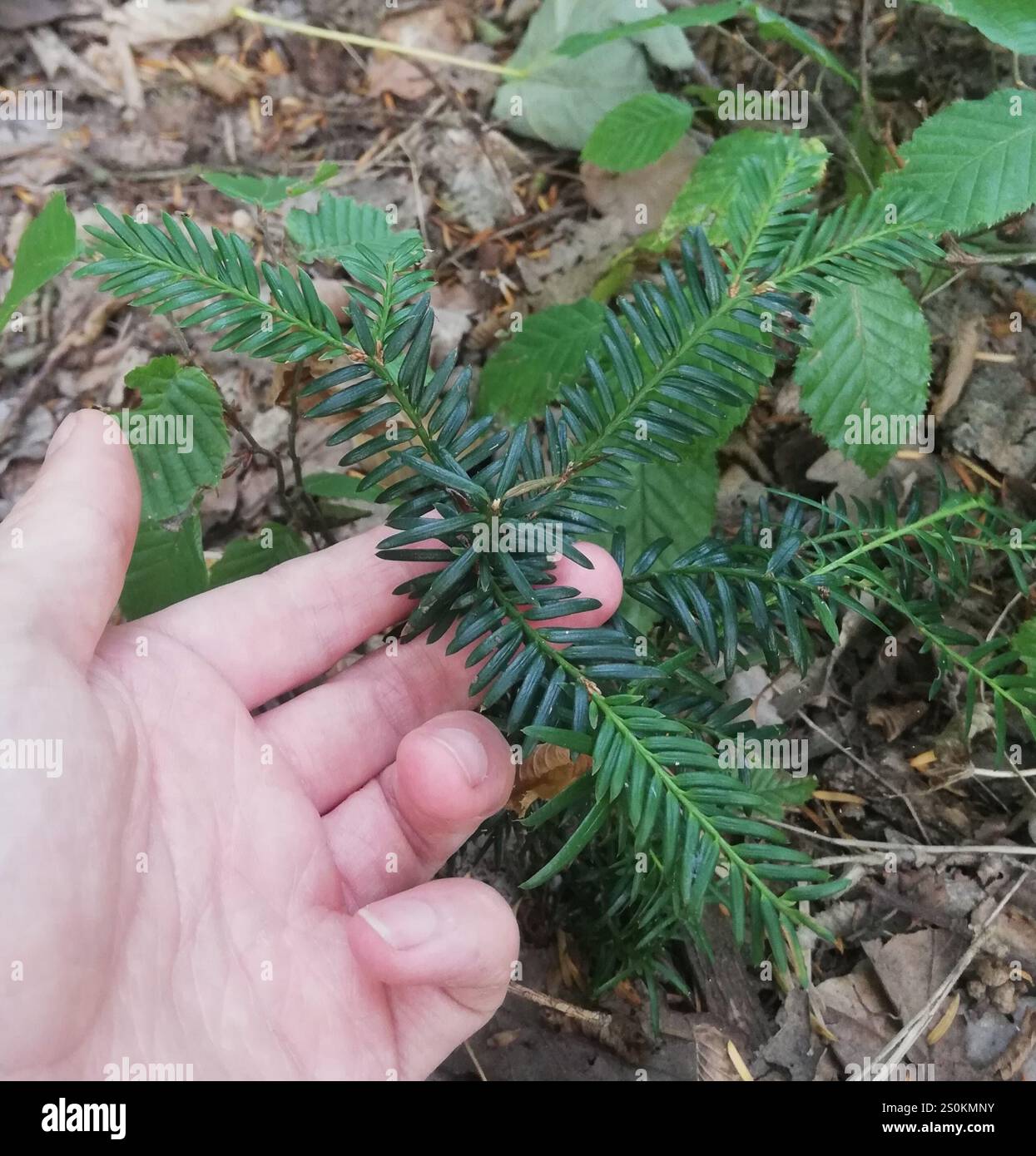 common yew (Taxus baccata Stock Photo - Alamy