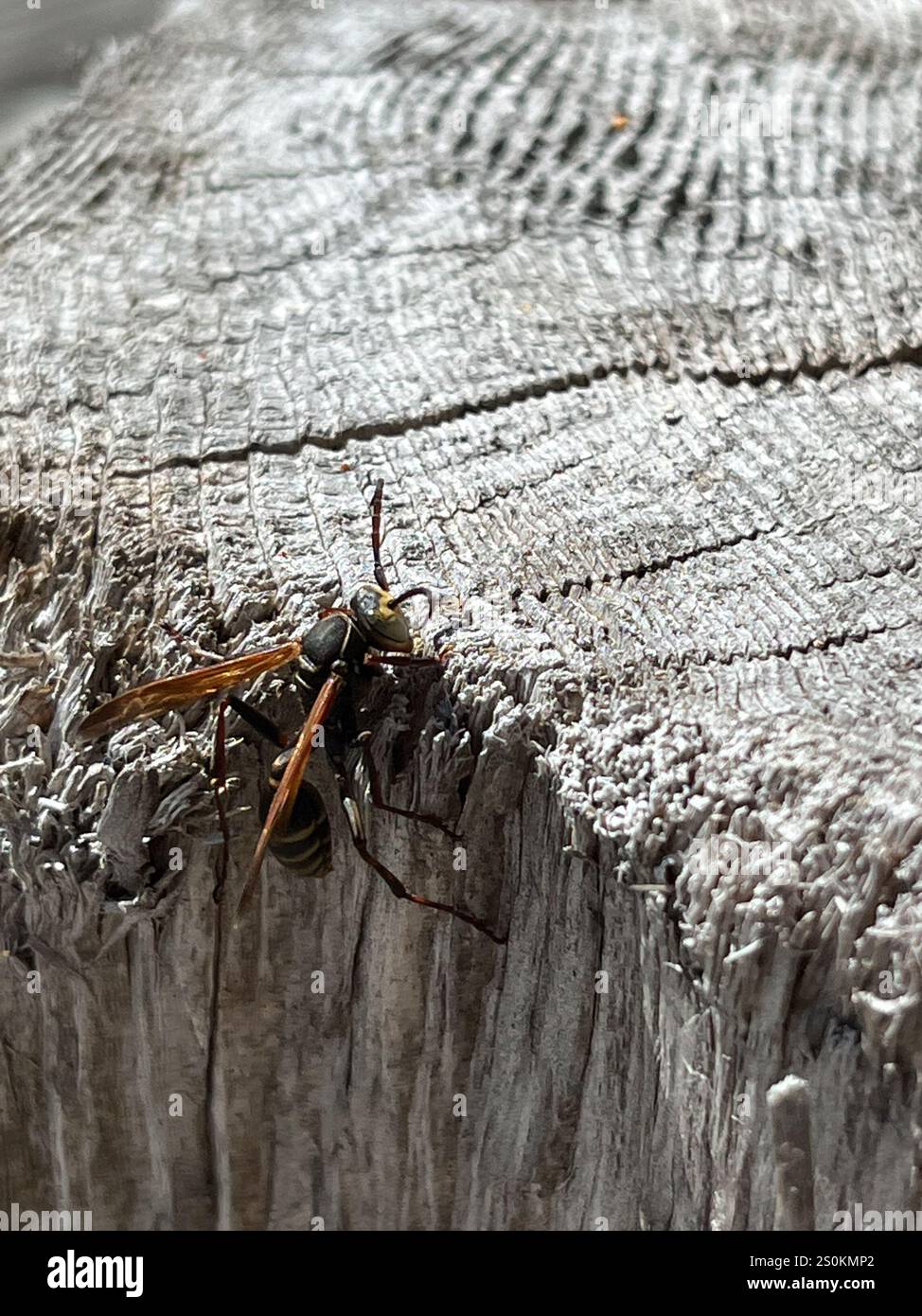 Western Paper Wasp (Mischocyttarus flavitarsis Stock Photo - Alamy