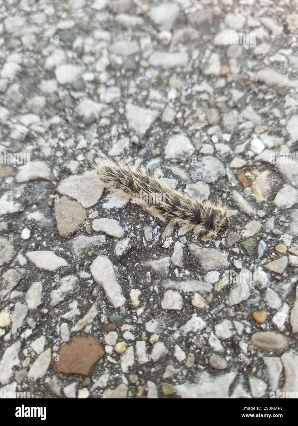 Walnut Caterpillar Moth (Datana integerrima Stock Photo - Alamy