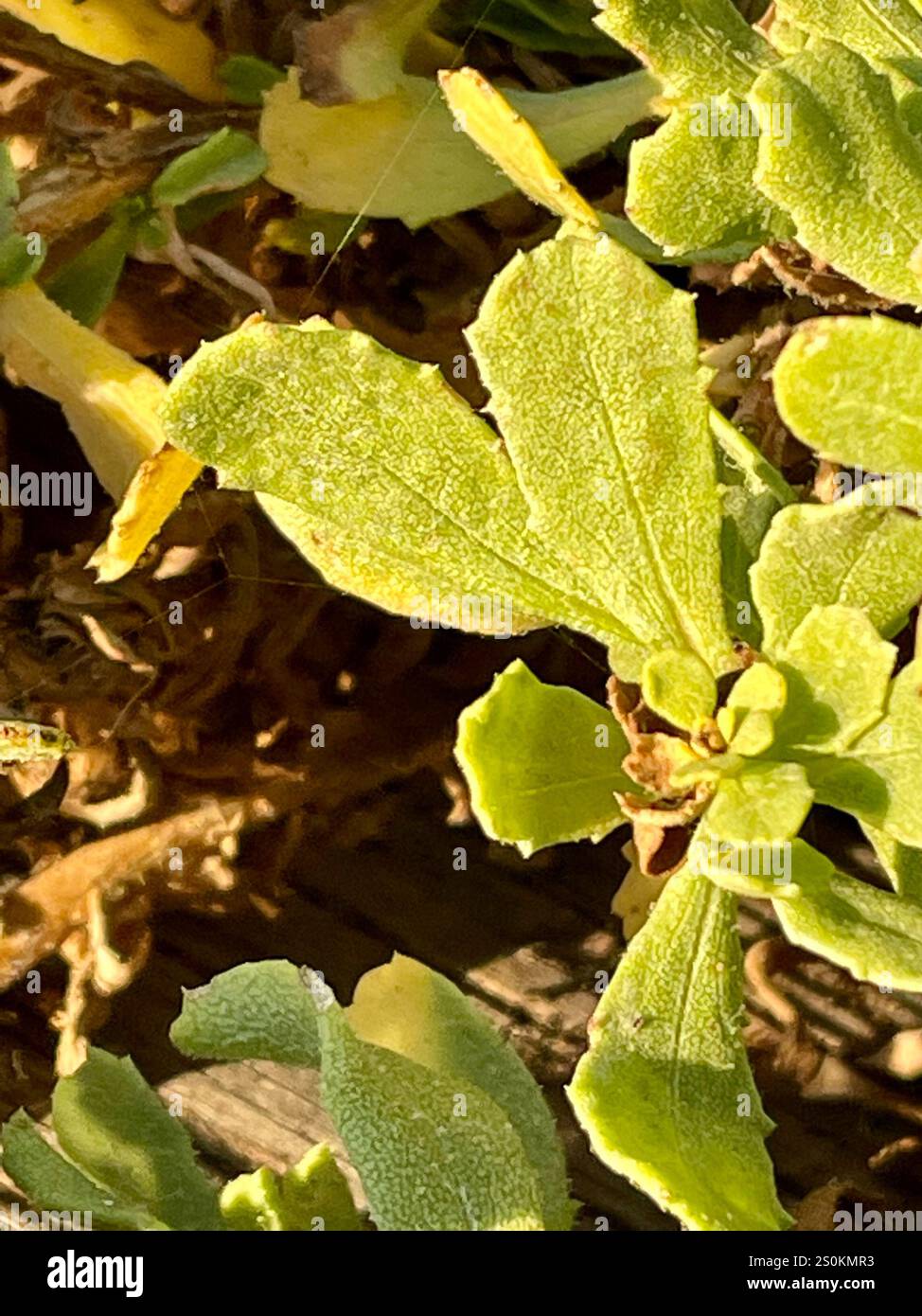 Coastal Goldenbush (Isocoma menziesii Stock Photo - Alamy