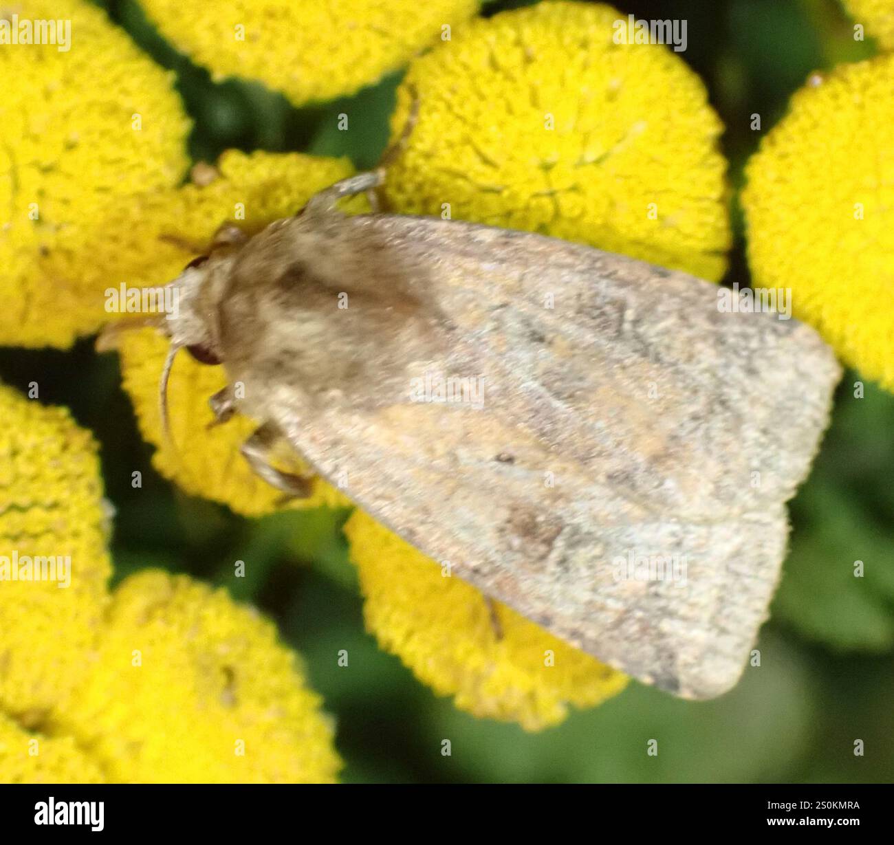 Small Square-spot (Diarsia rubi Stock Photo - Alamy