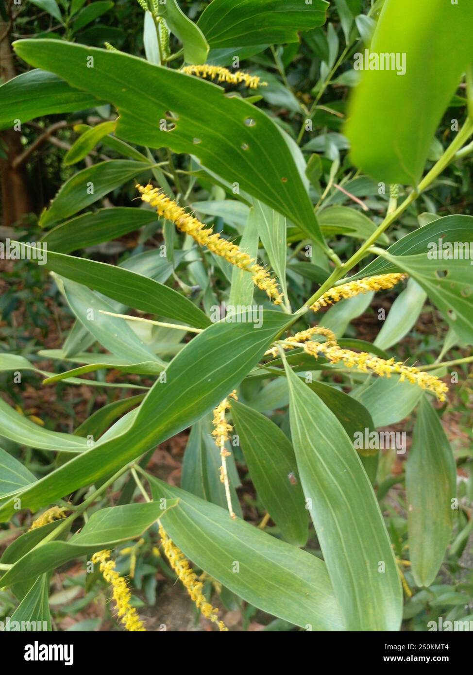 Big-leaved Acacia (Acacia mangium Stock Photo - Alamy