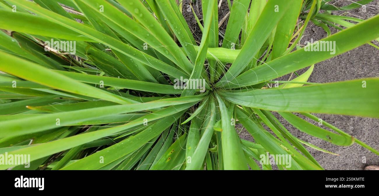 common yucca (Yucca filamentosa Stock Photo - Alamy
