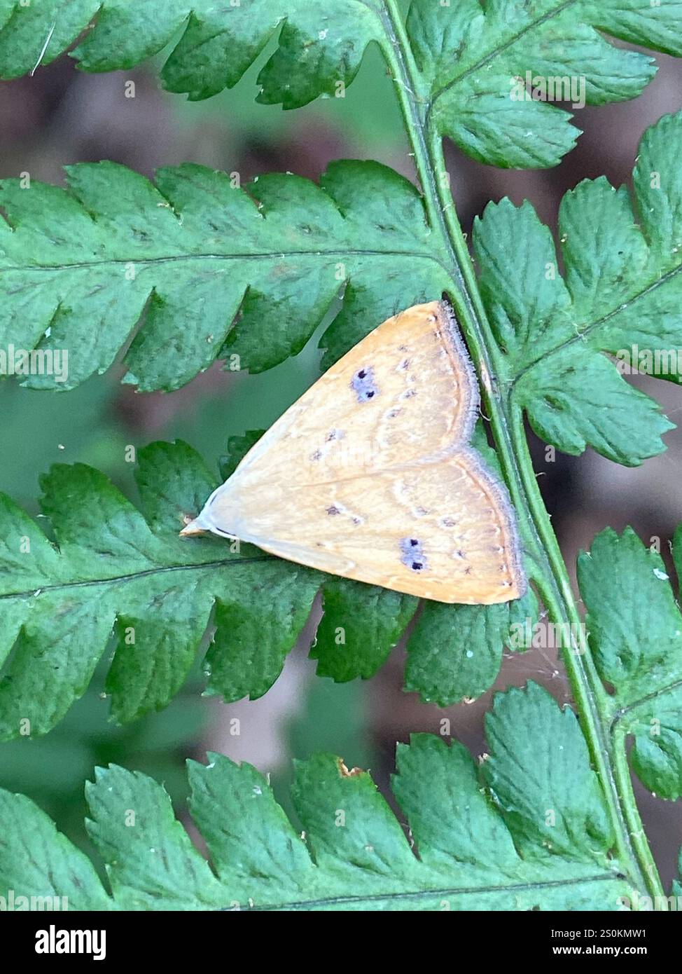Straw Dot (Rivula sericealis Stock Photo - Alamy