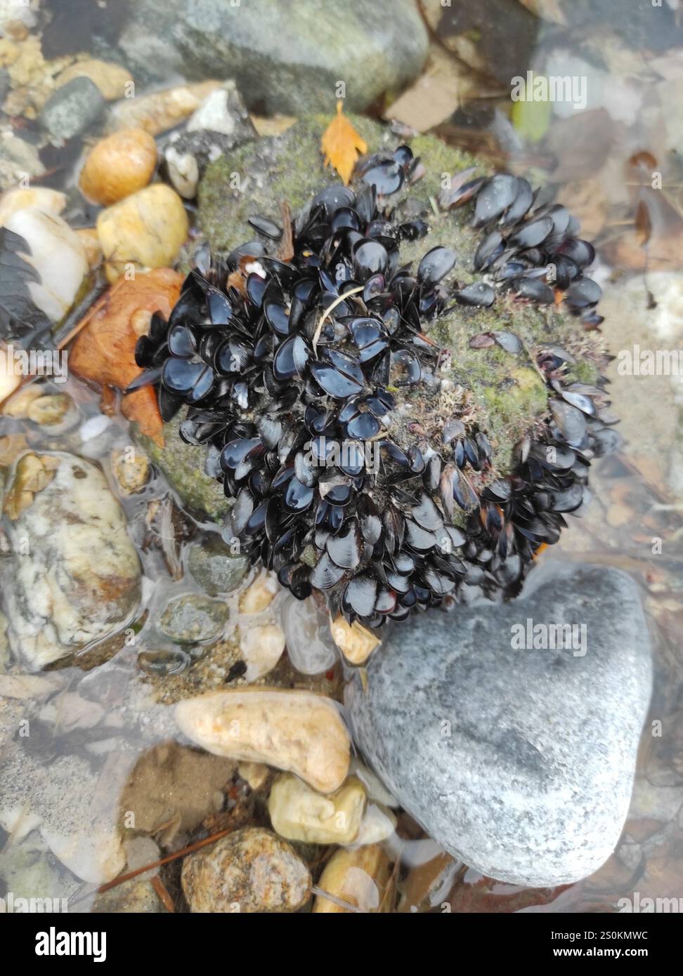 Mediterranean Mussel (Mytilus galloprovincialis Stock Photo - Alamy
