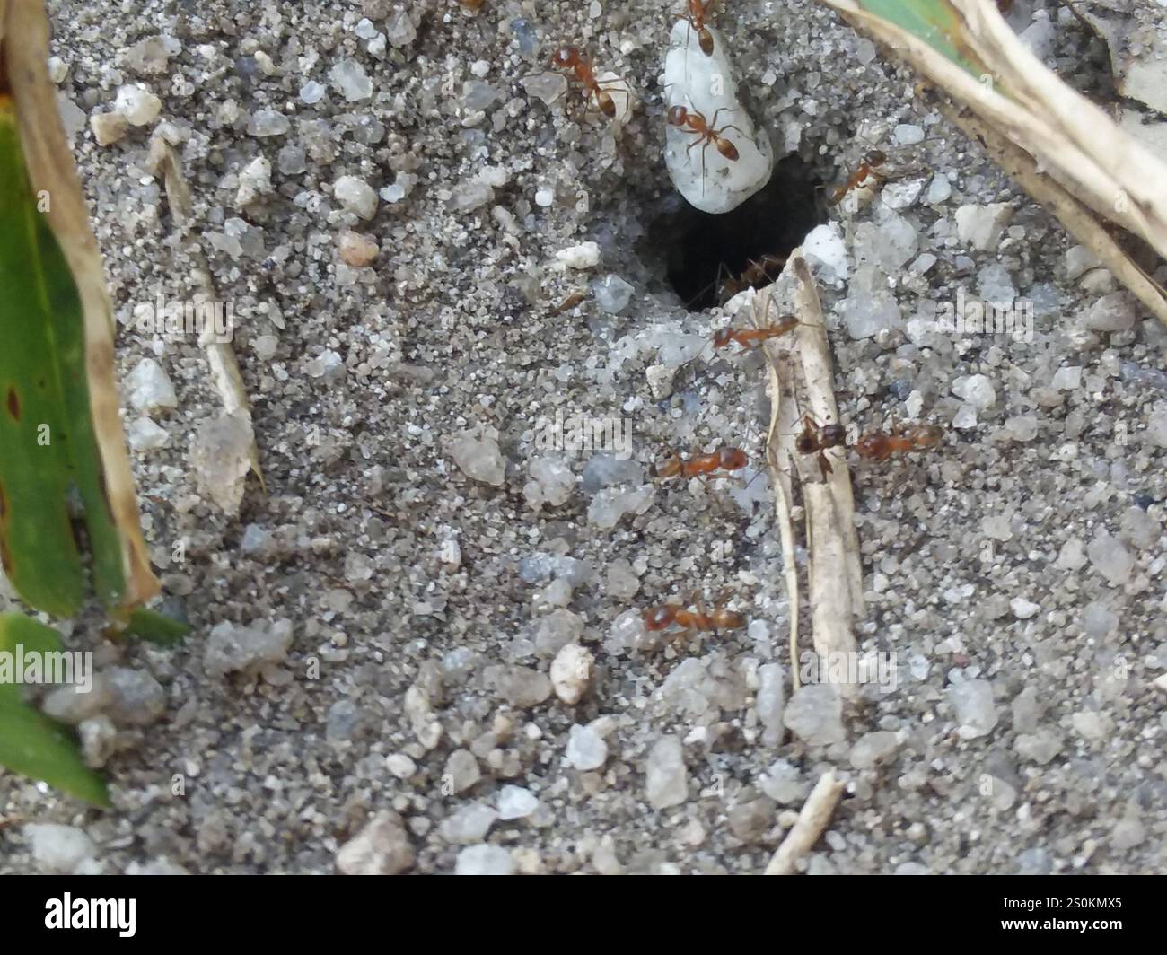 Buren's Pyramid Ant (Dorymyrmex bureni Stock Photo - Alamy