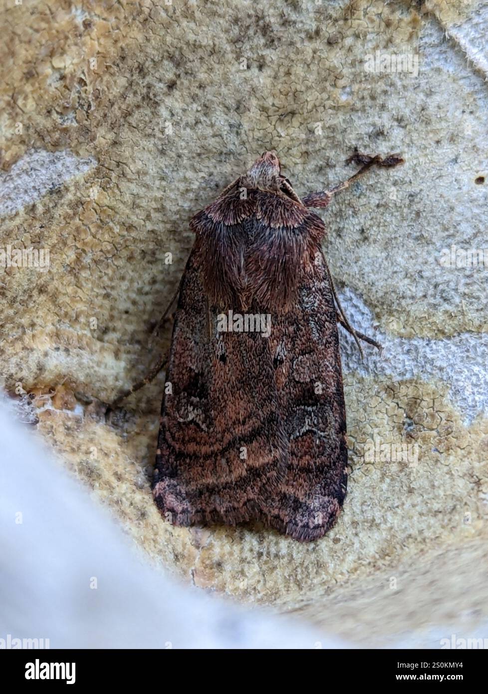 Small Square-spot (Diarsia rubi Stock Photo - Alamy