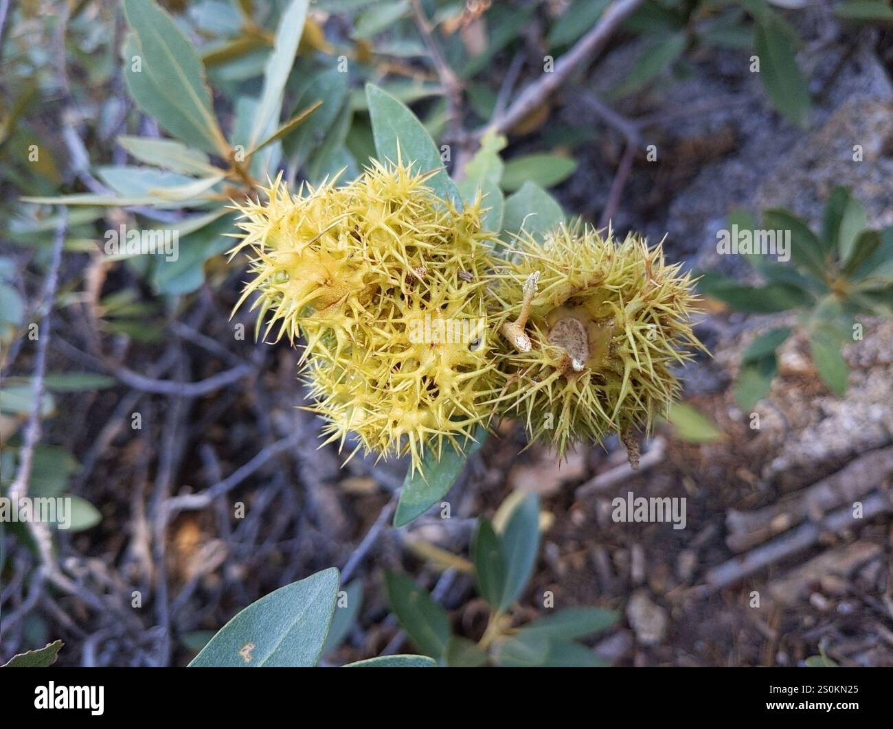 bush chinquapin (Chrysolepis sempervirens Stock Photo - Alamy