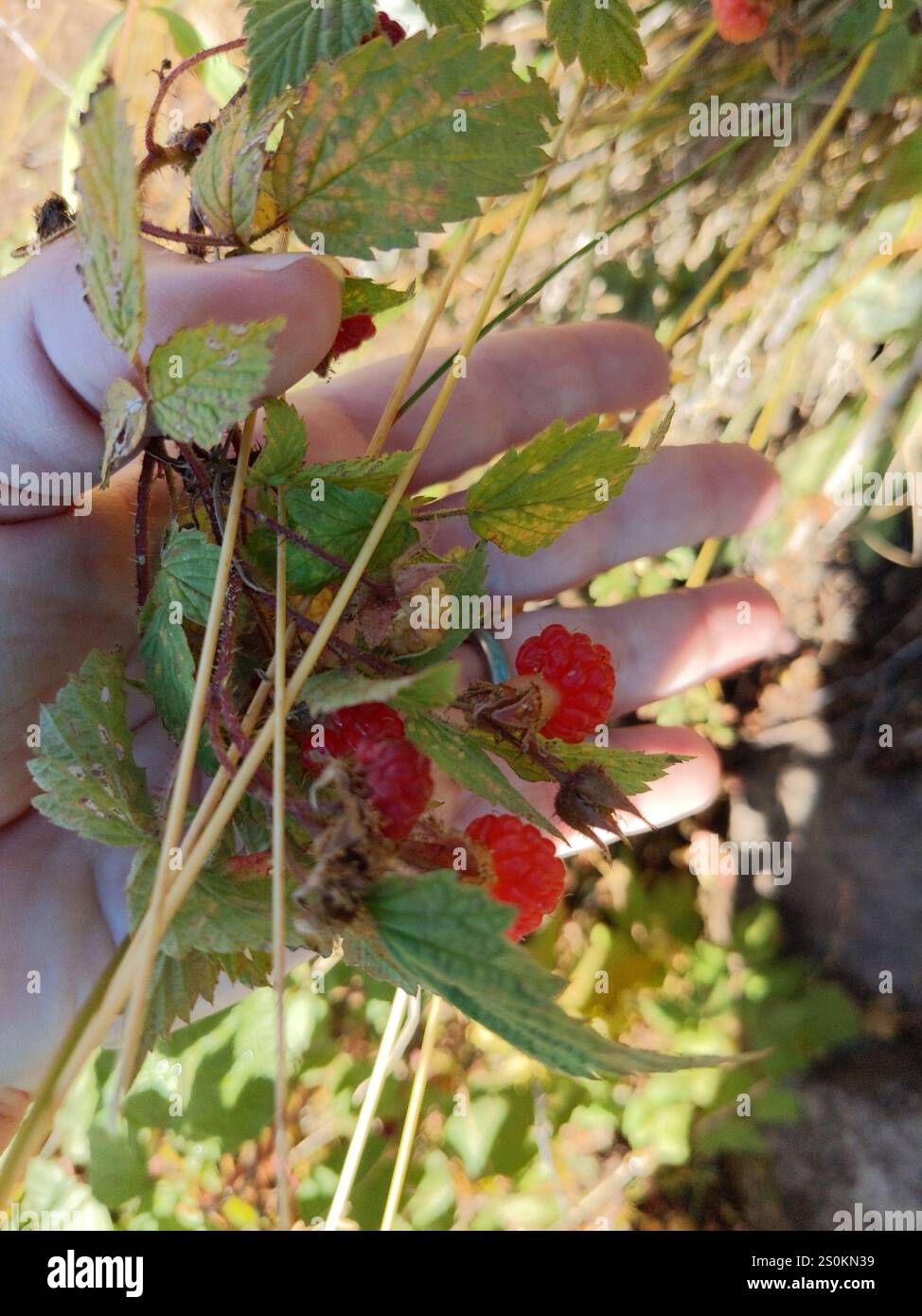red raspberry (Rubus idaeus Stock Photo - Alamy