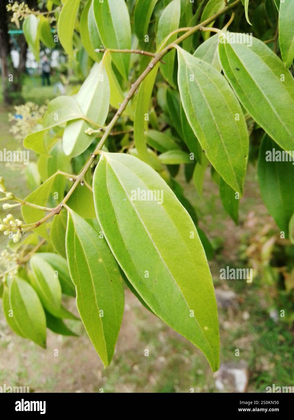 Cinnamon tree (Cinnamomum burmanni Stock Photo - Alamy