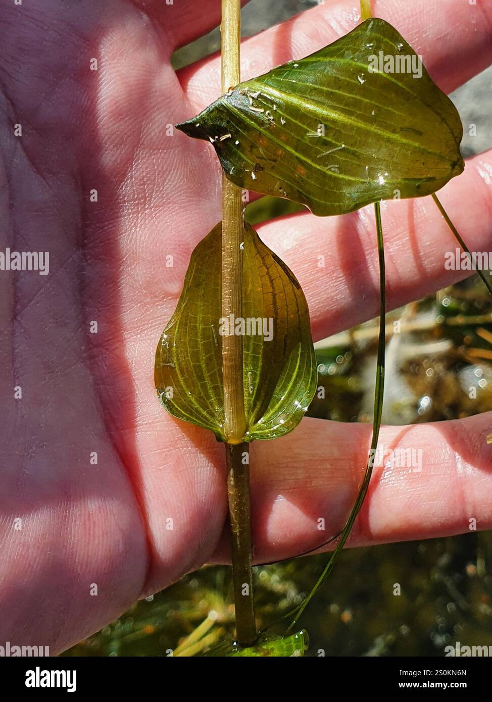 Perfoliate Pondweed (Potamogeton perfoliatus Stock Photo - Alamy