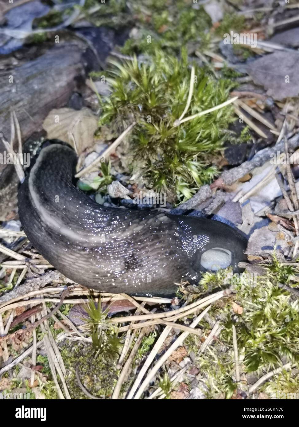 Ash-black Slug (Limax cinereoniger Stock Photo - Alamy