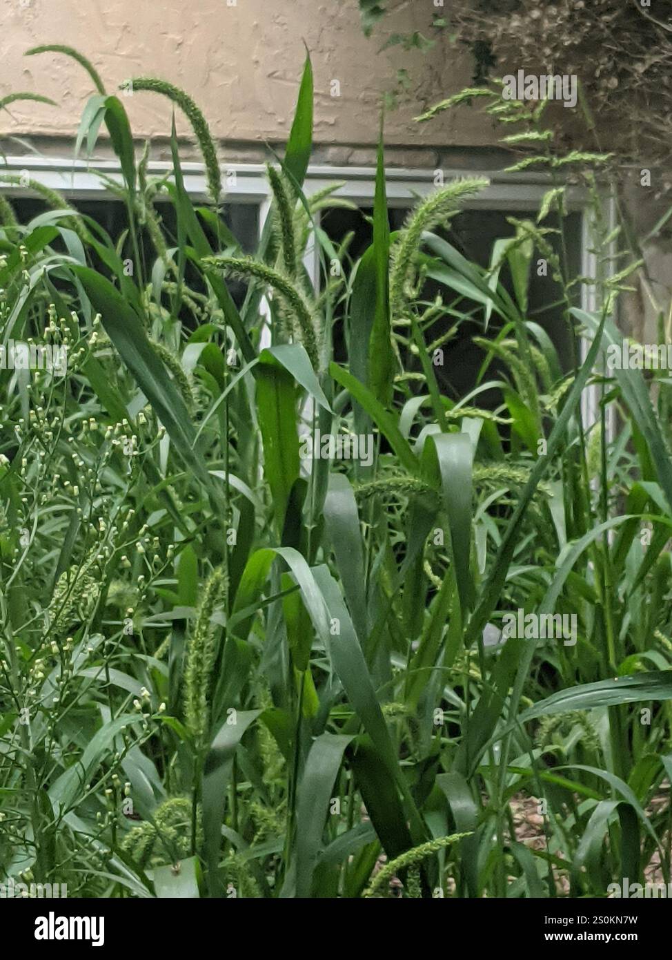 giant foxtail (Setaria faberi Stock Photo - Alamy