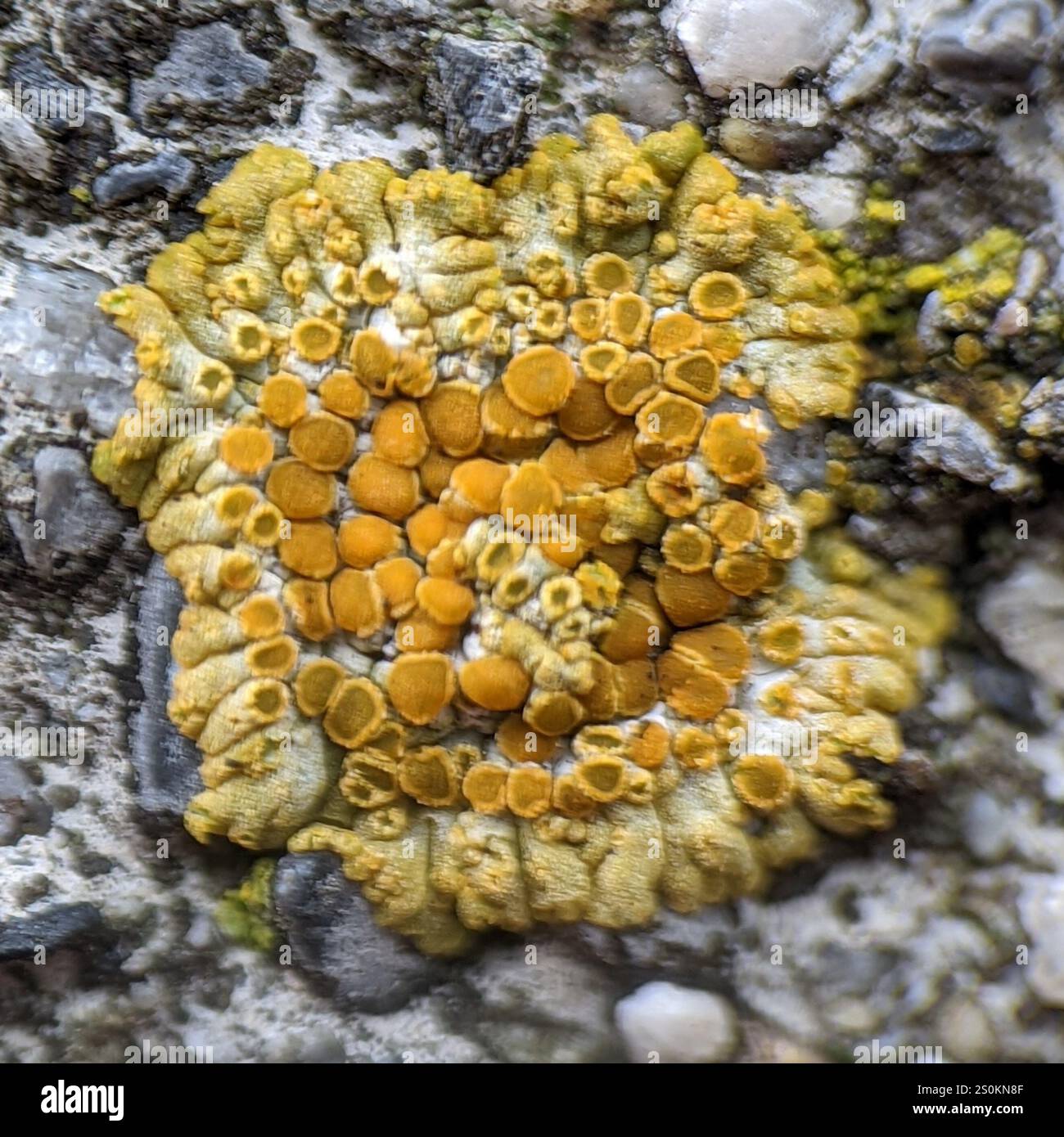 tiny firedot lichen (Calogaya pusilla Stock Photo - Alamy