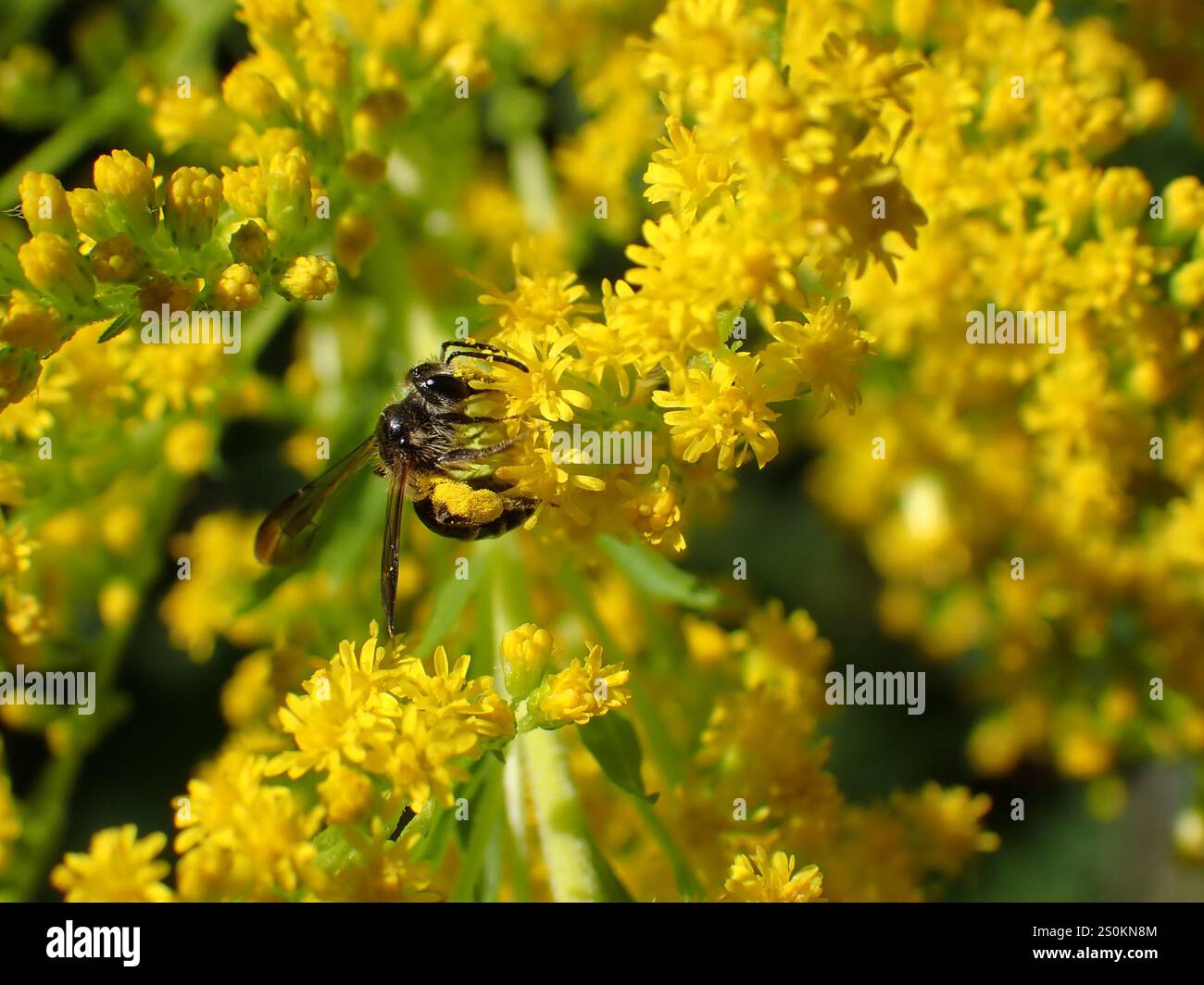 Cloudy-winged Mining Bee (Andrena nubecula Stock Photo - Alamy