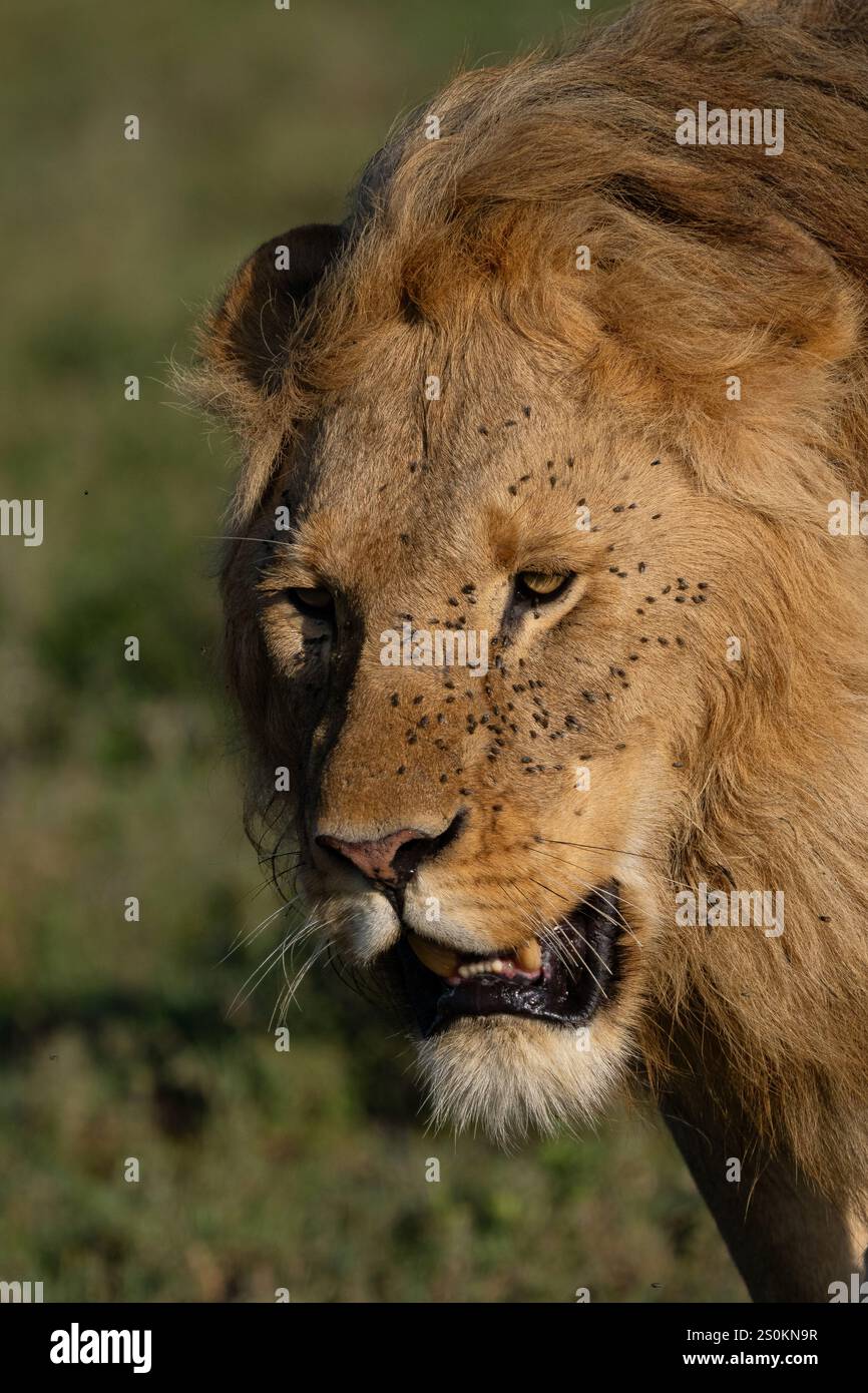 Lion (Panthera leo) closeup portrail with face covered in flies Stock ...