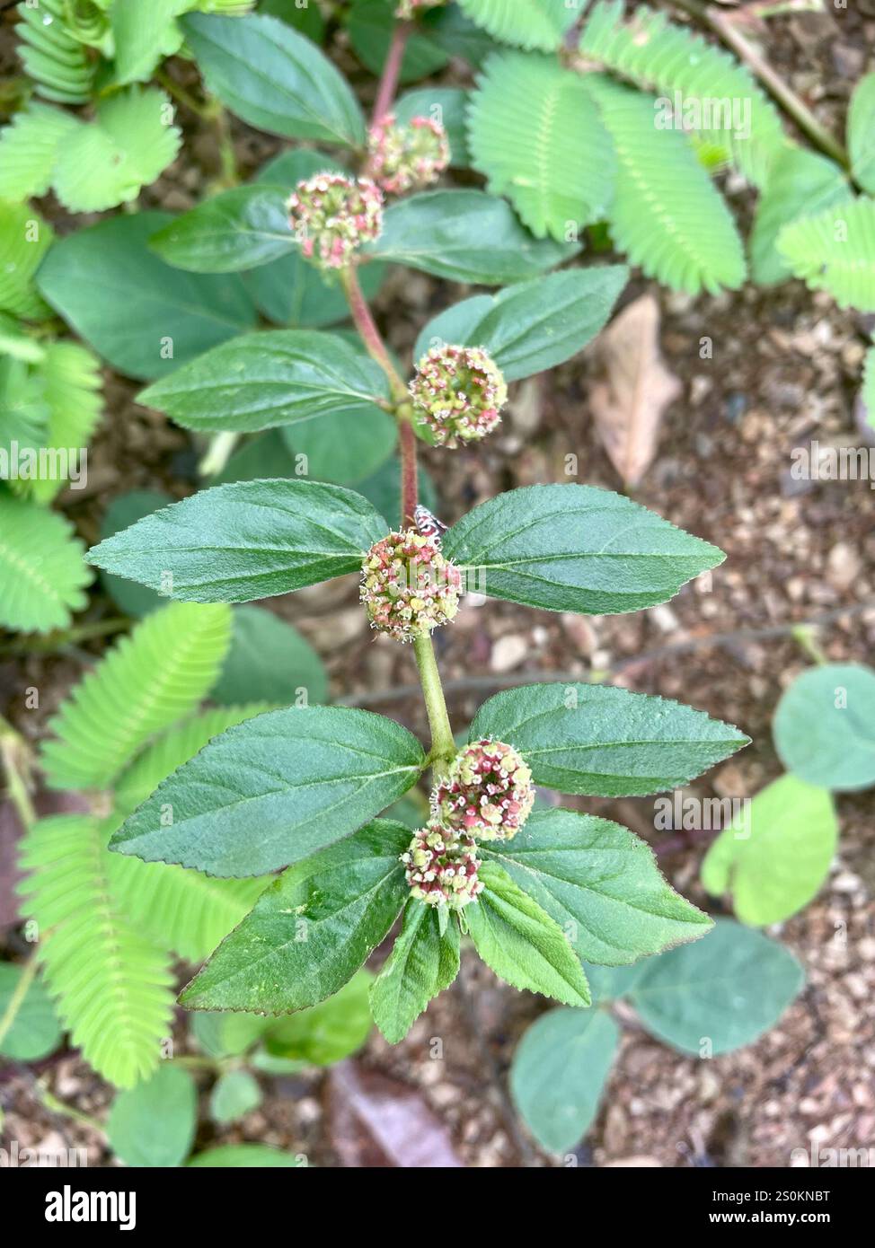 Asthma plant (Euphorbia hirta Stock Photo - Alamy