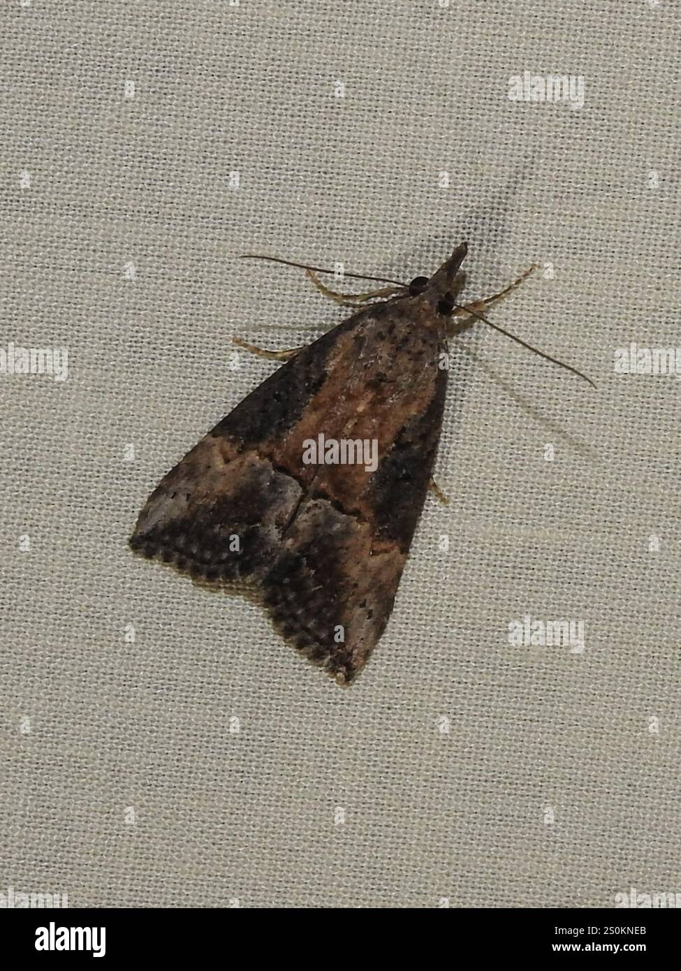 Green Cloverworm Moth (Hypena scabra Stock Photo - Alamy
