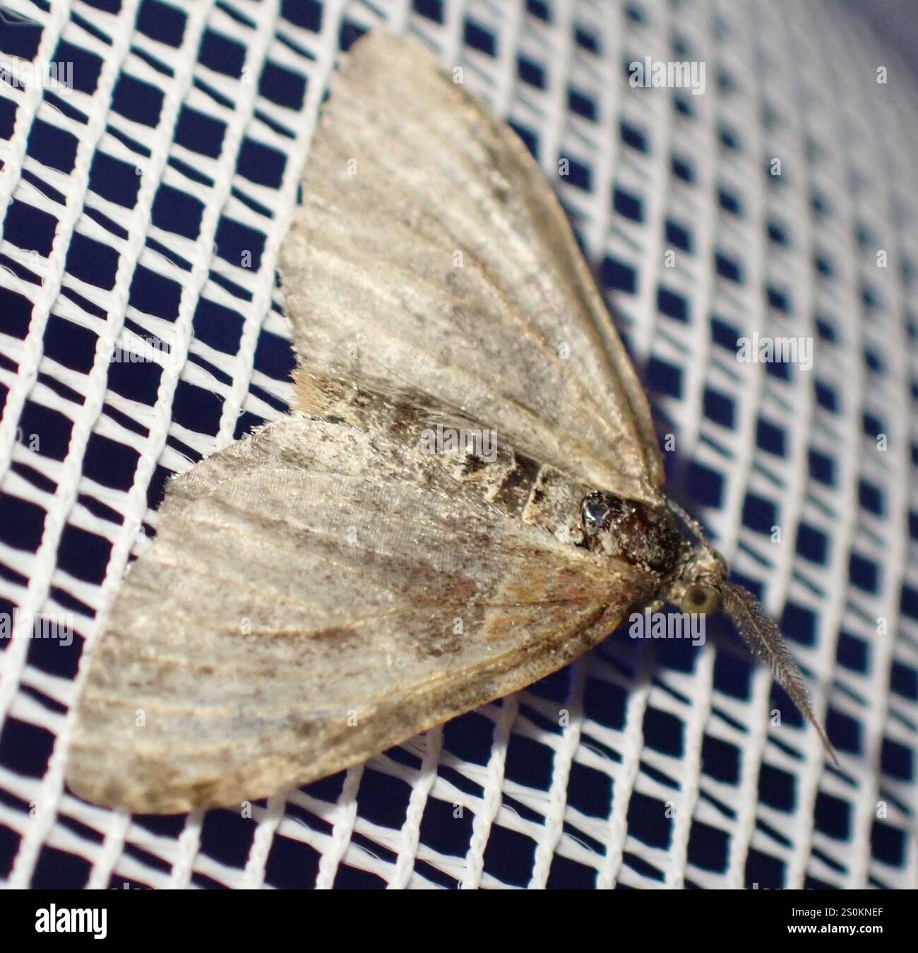 Carpet Moths (Larentiinae Stock Photo - Alamy