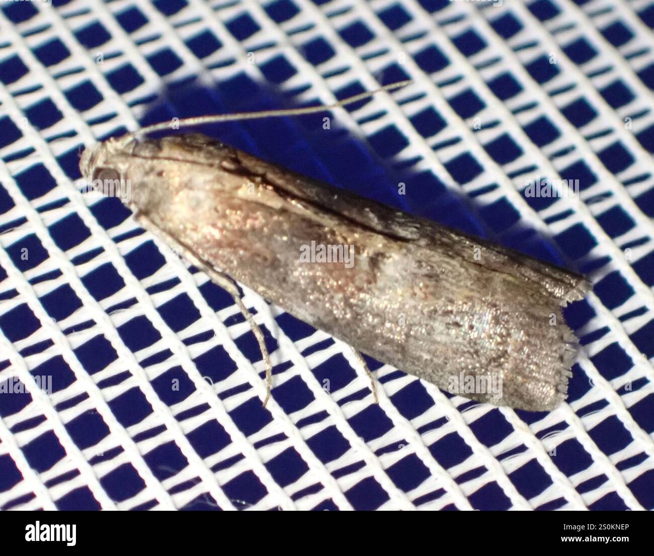 Dotted Oak Knot-horn (Phycita roborella Stock Photo - Alamy