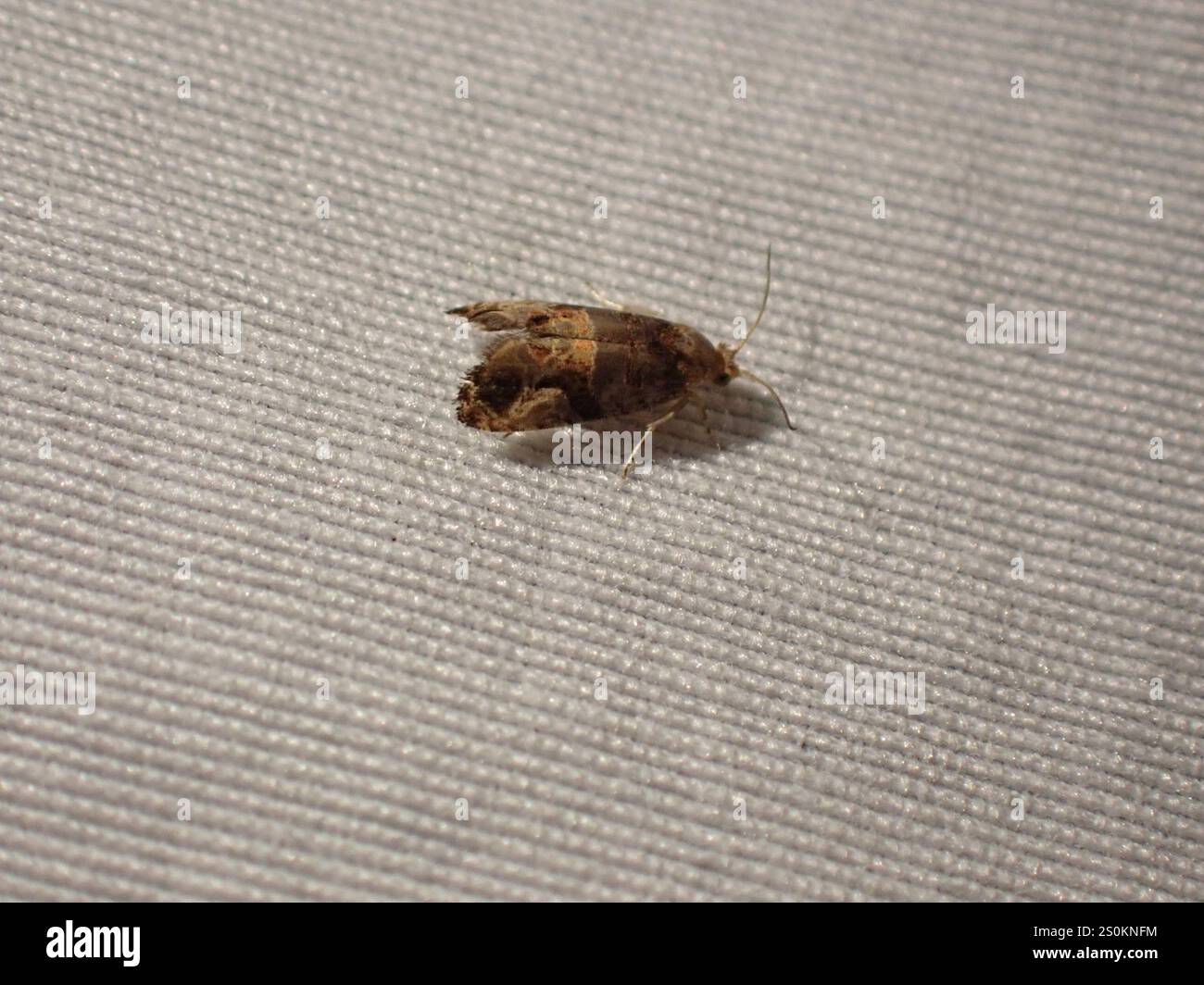 Grape Berry Moth (Paralobesia viteana Stock Photo - Alamy