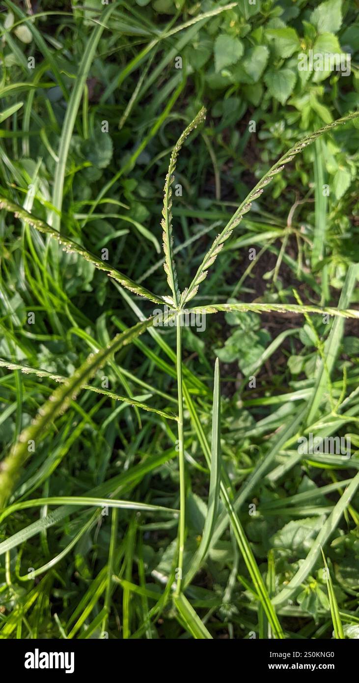 Goose Grass (Eleusine indica Stock Photo - Alamy