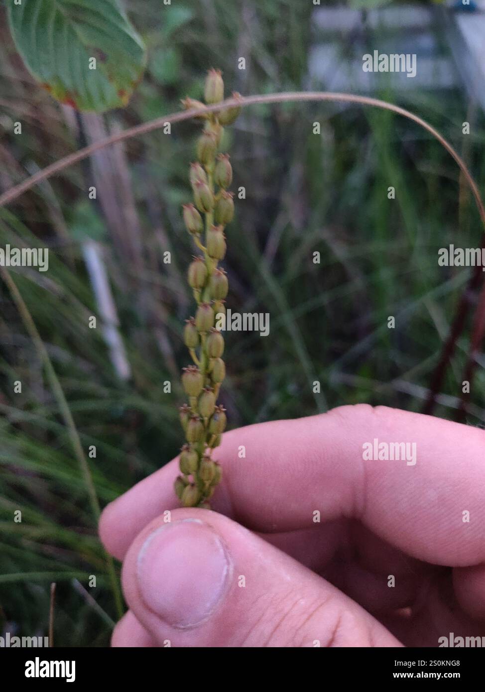 common arrowgrass (Triglochin maritima Stock Photo - Alamy
