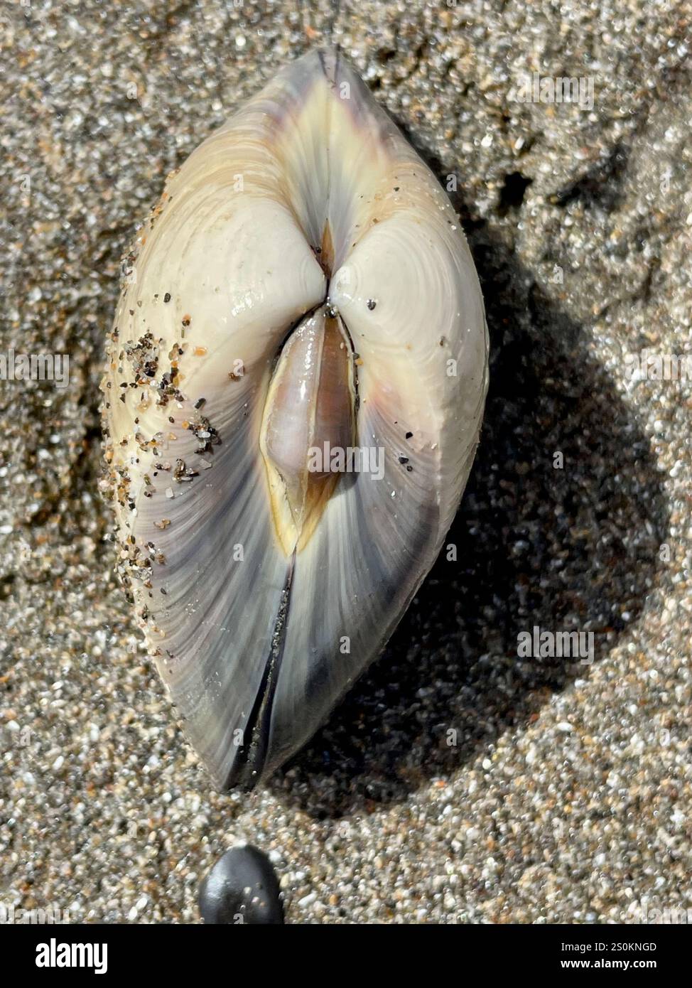 Tivela stultorum hi-res stock photography and images - Alamy