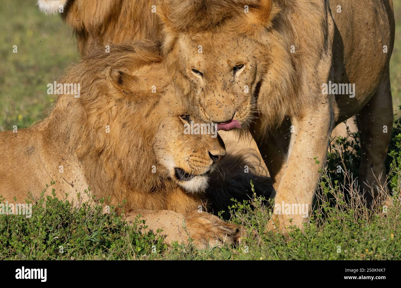 Lion (Panthera leo Stock Photo - Alamy
