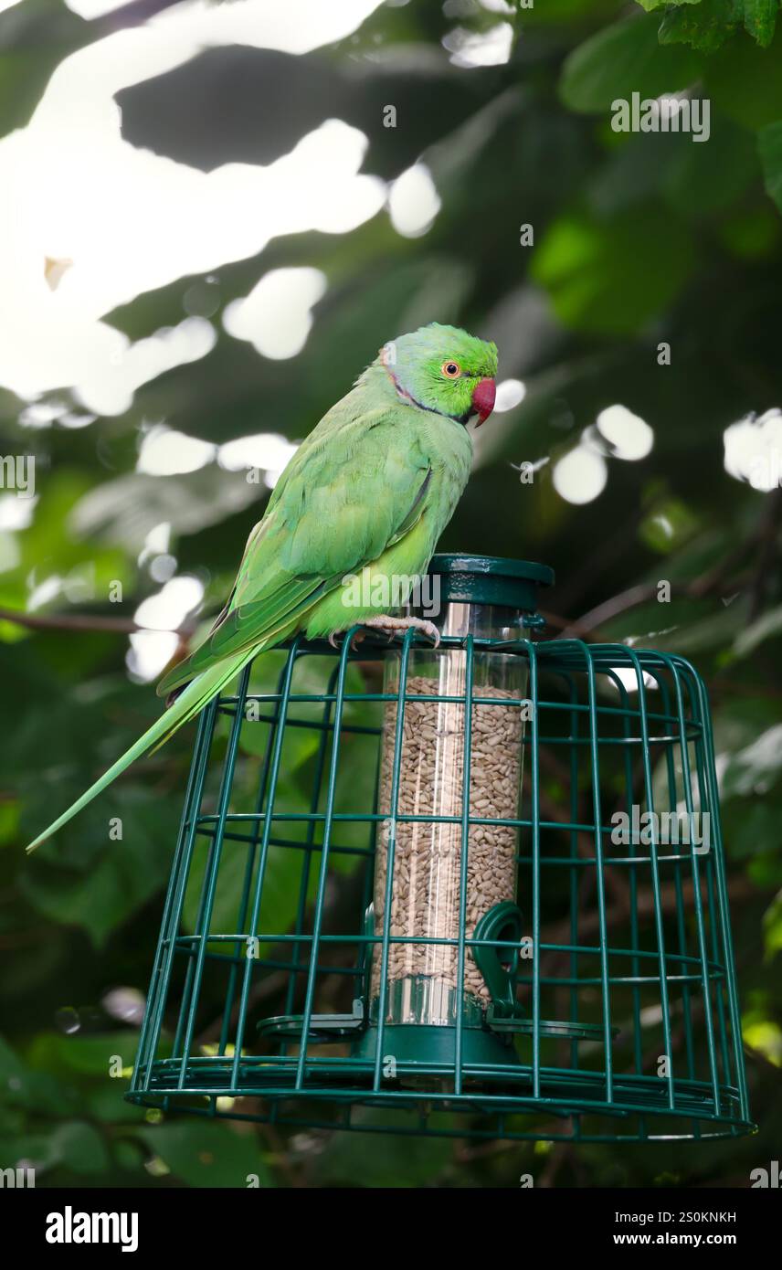 Rose-ringed parakeet standing on a caged bird feeder in a garden, UK ...