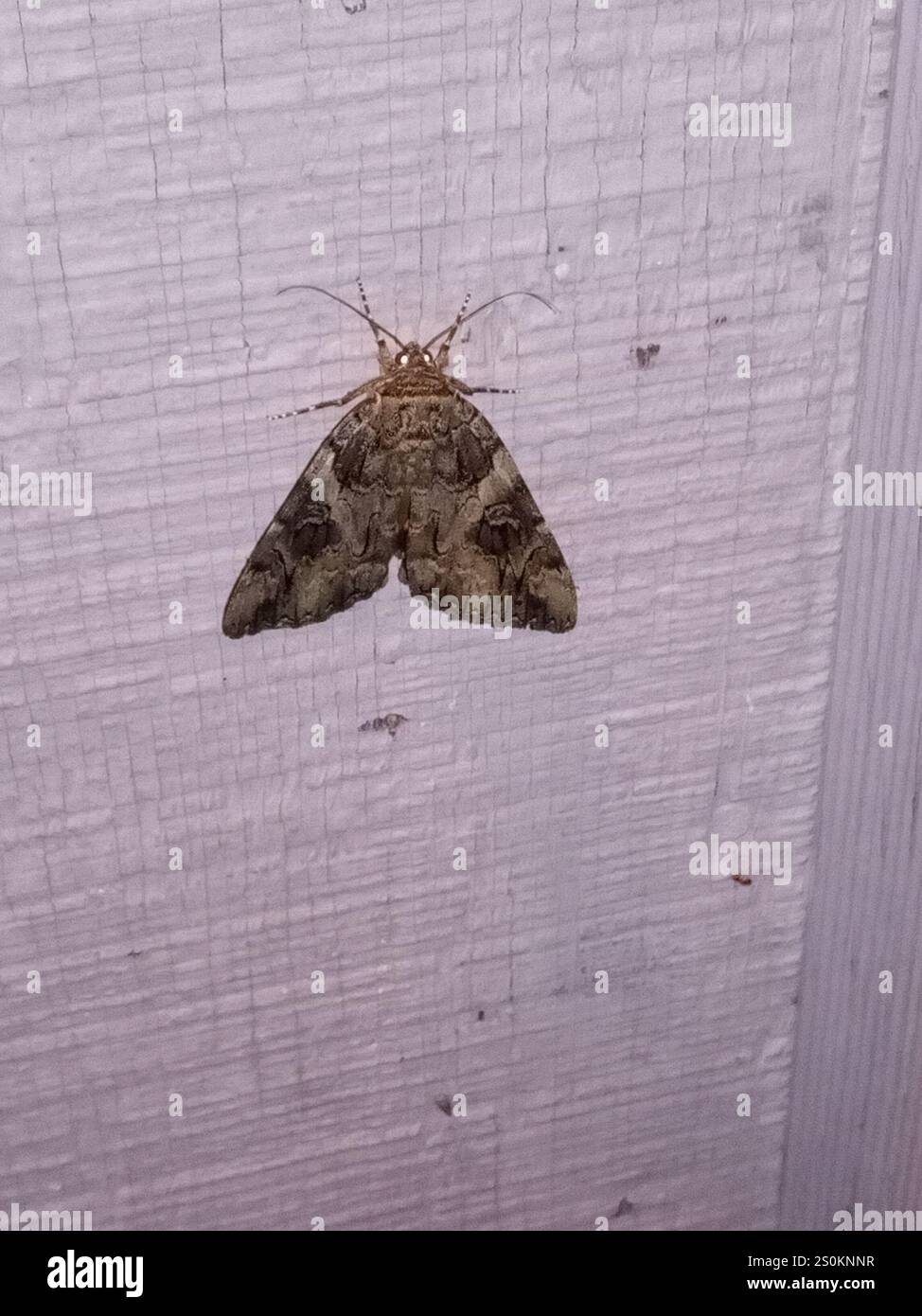 Locust Underwing (Euparthenos nubilis Stock Photo - Alamy