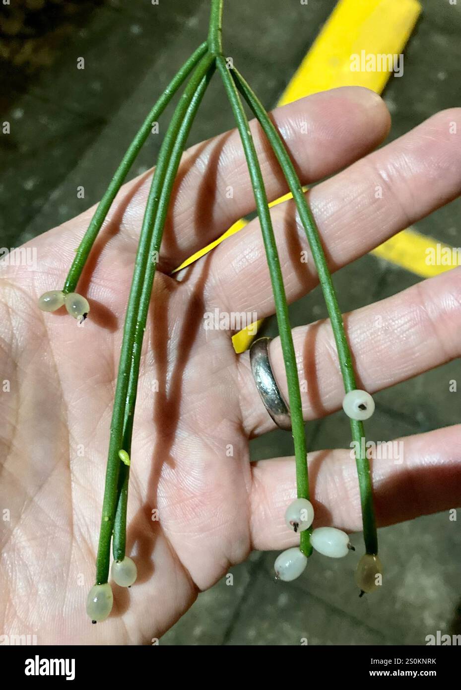 Mistletoe Cactus (Rhipsalis baccifera Stock Photo - Alamy