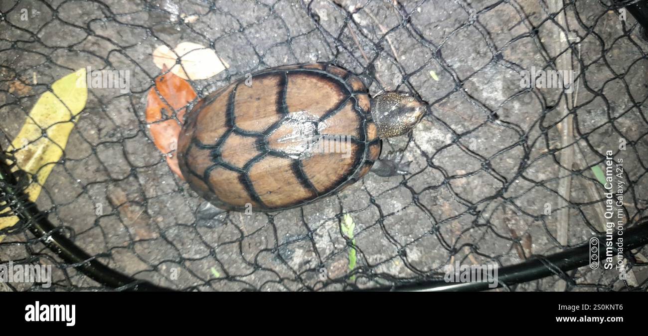 Scorpion Mud Turtle (Kinosternon scorpioides Stock Photo - Alamy