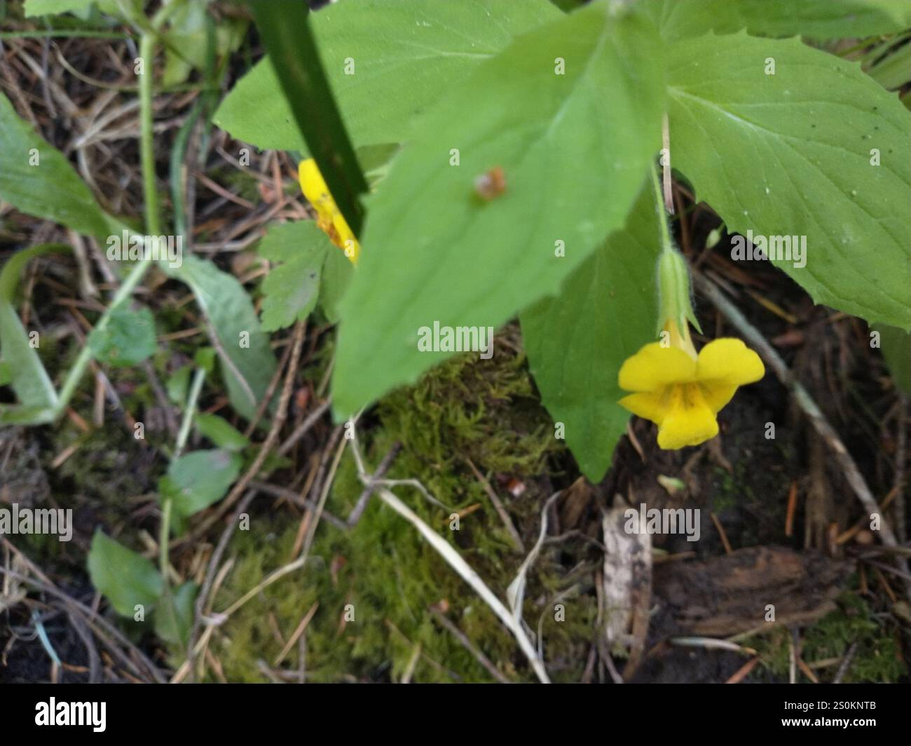 wing-leaf monkeyflower (Erythranthe ptilota Stock Photo - Alamy