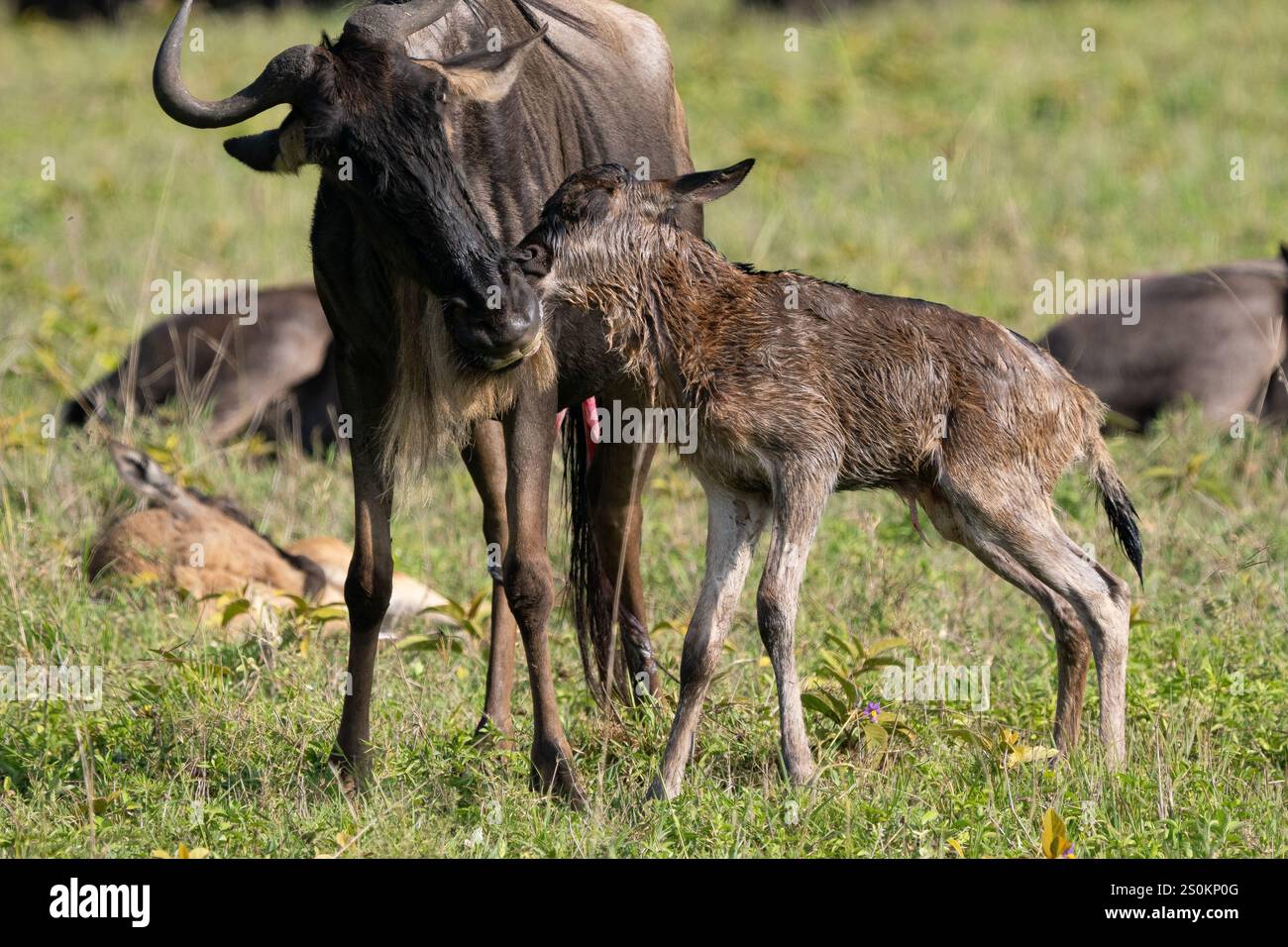 Blue Wildebeest or brindled gnu (Connochaetes taurinus) infant with ...