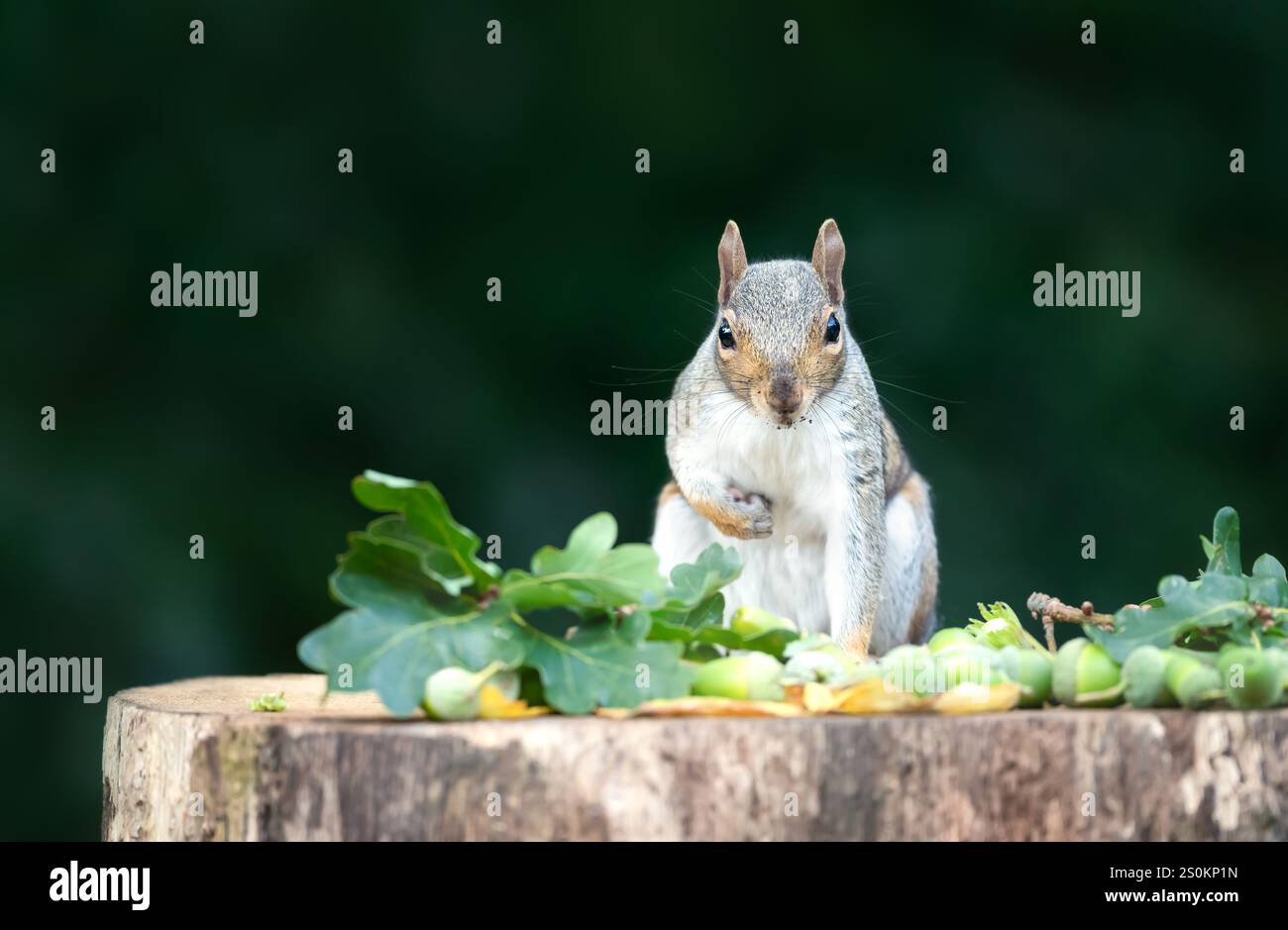 Portrait of a grey squirrel eating acorns on a tree stump in autumn, UK ...