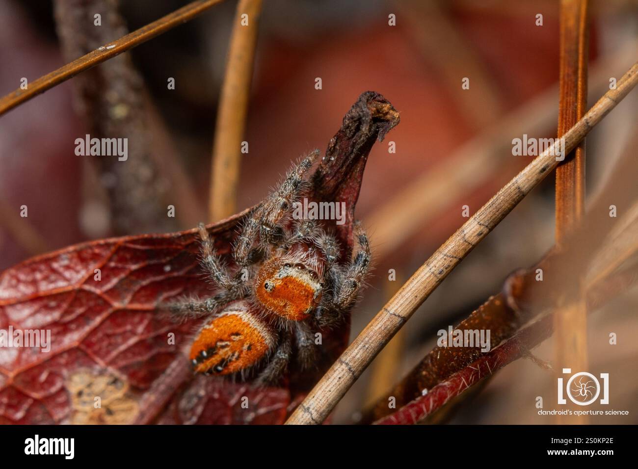 Cardinal Jumping Spider (Phidippus cardinalis Stock Photo - Alamy