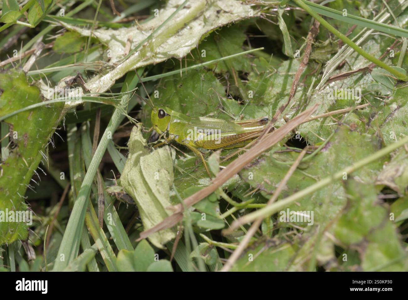 Water-meadow Grasshopper (Pseudochorthippus montanus Stock Photo - Alamy