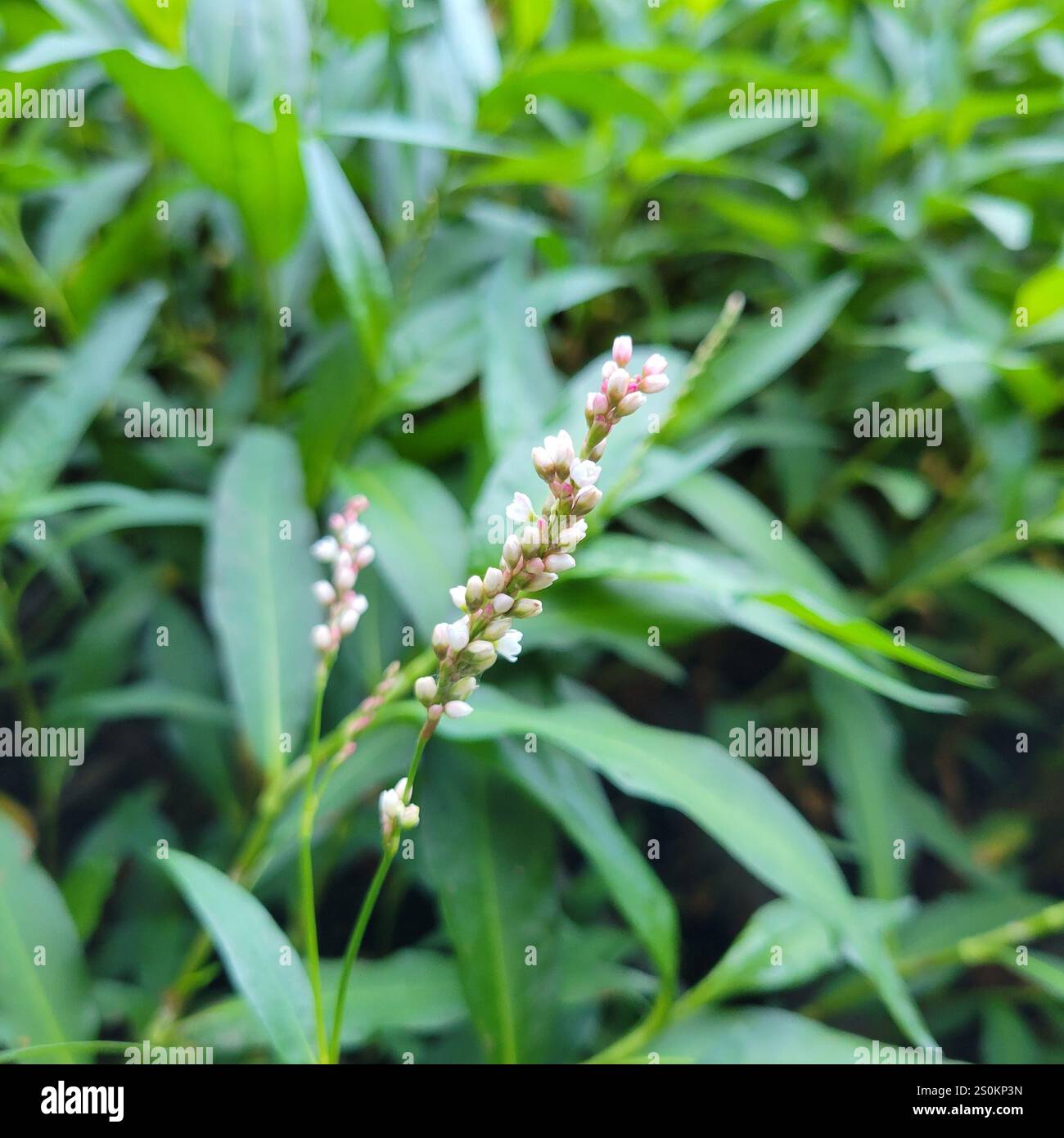 swamp smartweed (Persicaria hydropiperoides Stock Photo - Alamy