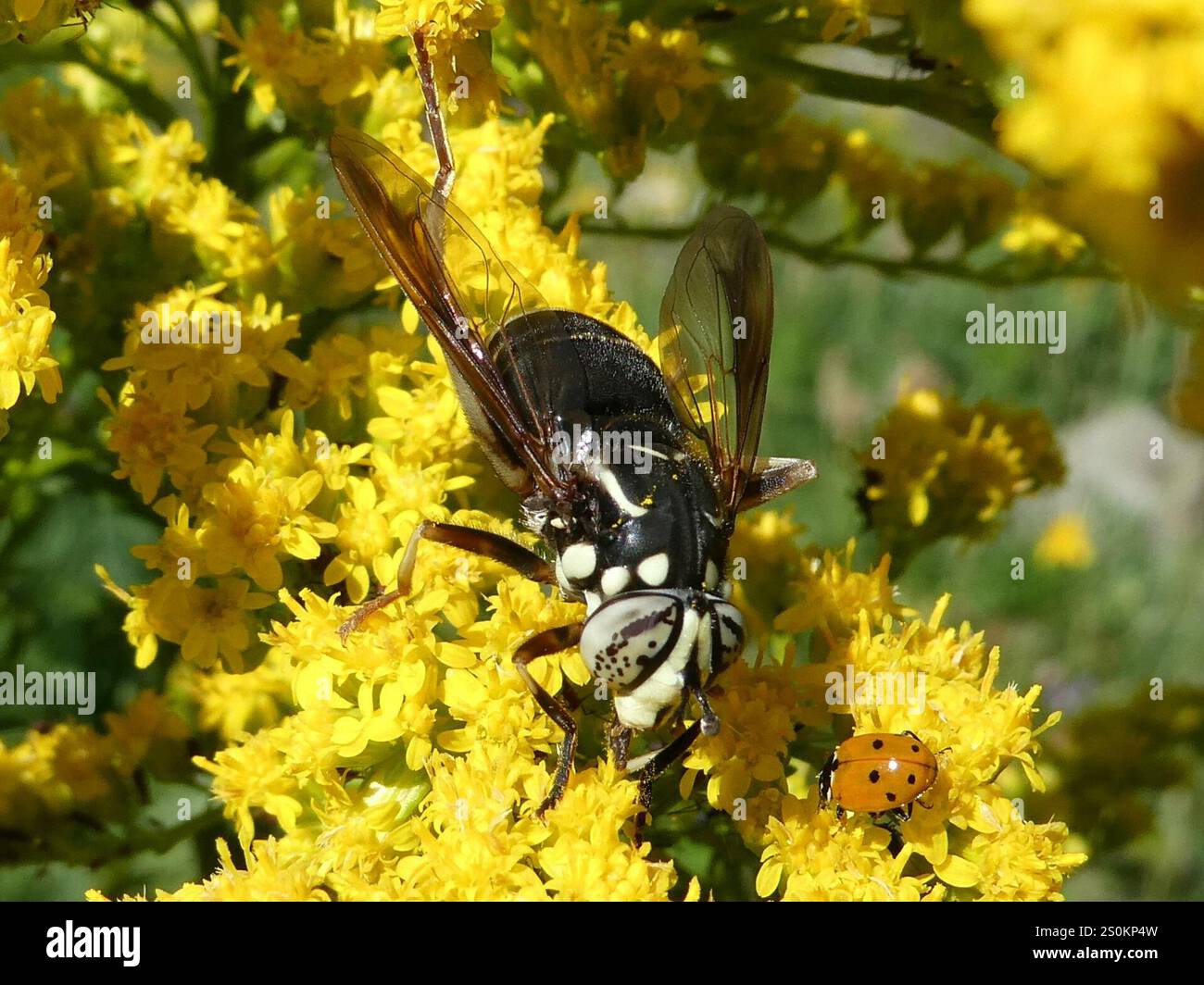 Bald-faced Hornet Fly (Spilomyia fusca Stock Photo - Alamy