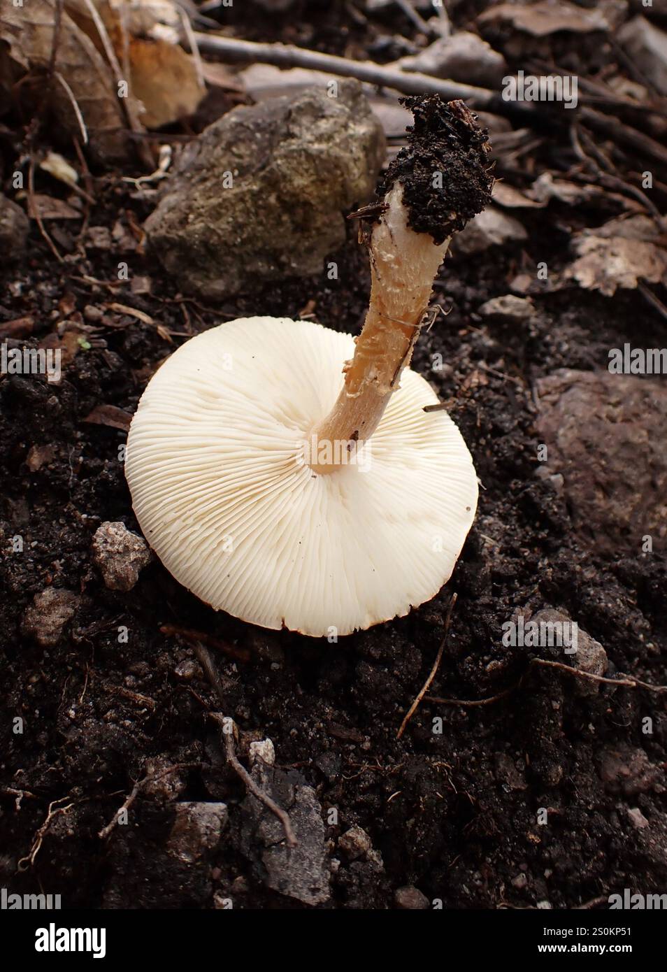 cinnabar powdercap (Cystodermella cinnabarina Stock Photo - Alamy