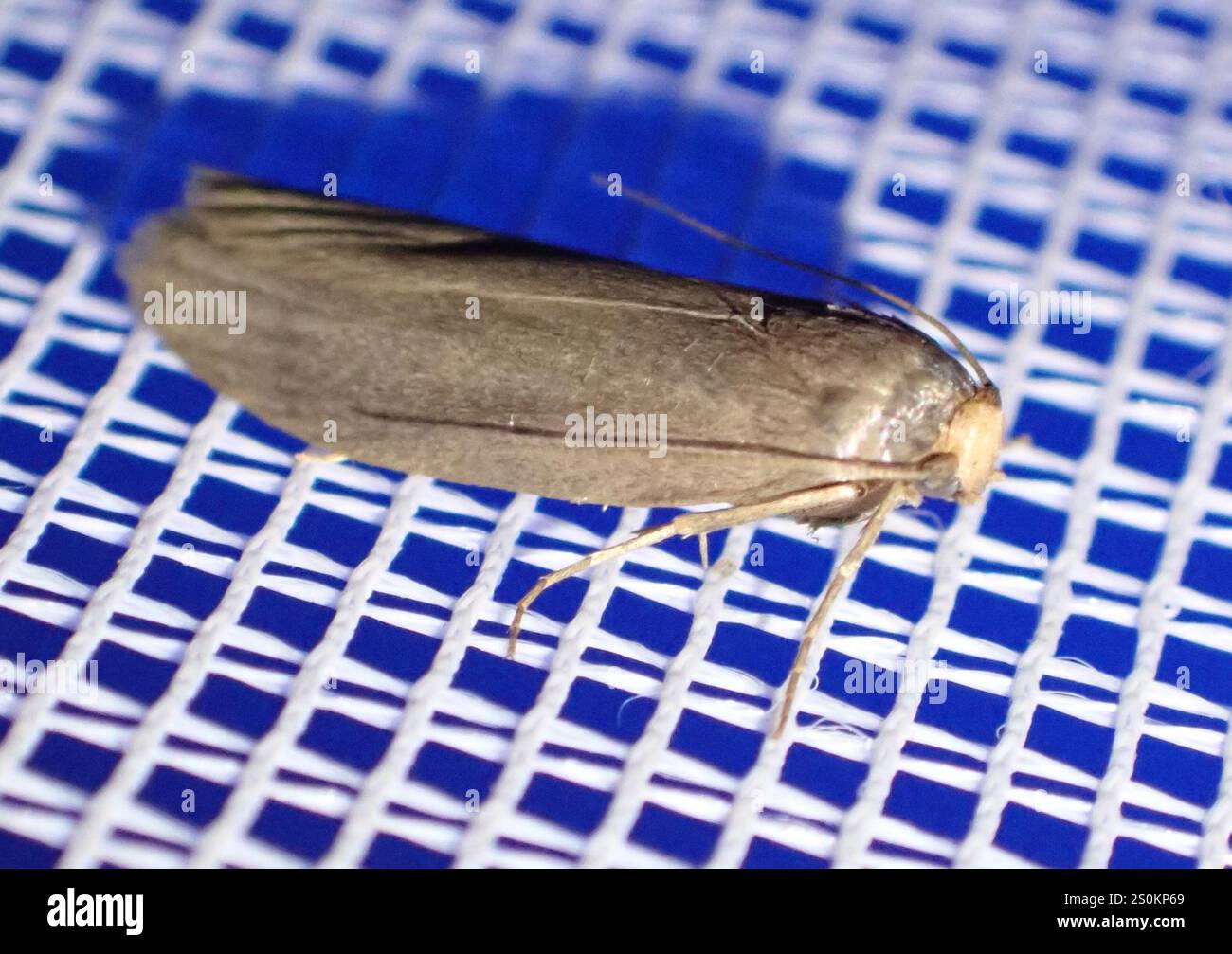 Lesser Wax Moth (Achroia grisella Stock Photo - Alamy