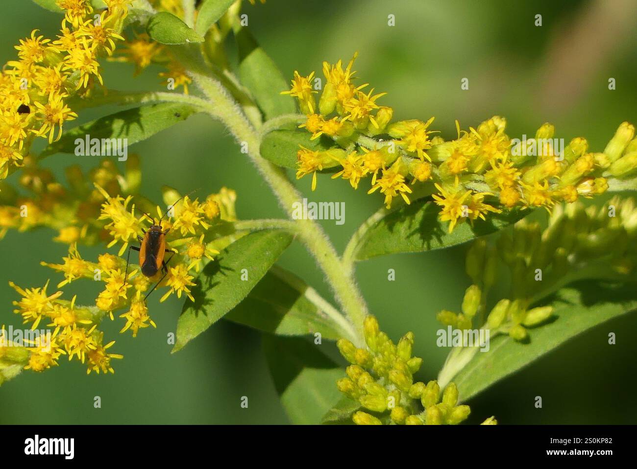 Scarlet Plant Bugs (Lopidea Stock Photo - Alamy
