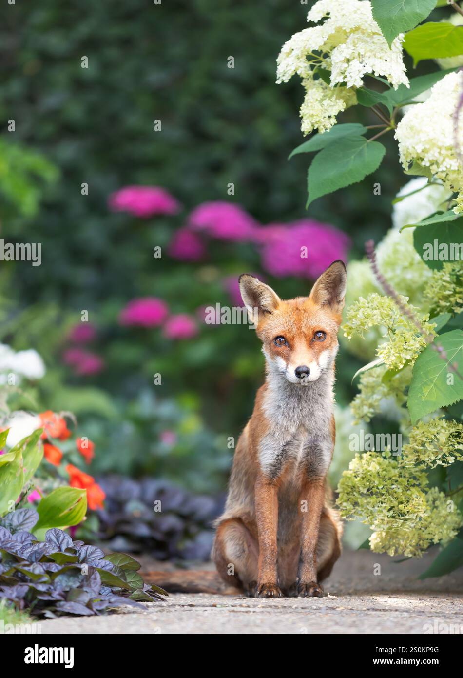 Portrait of a cute red fox cub sitting in a flower garden, UK Stock ...