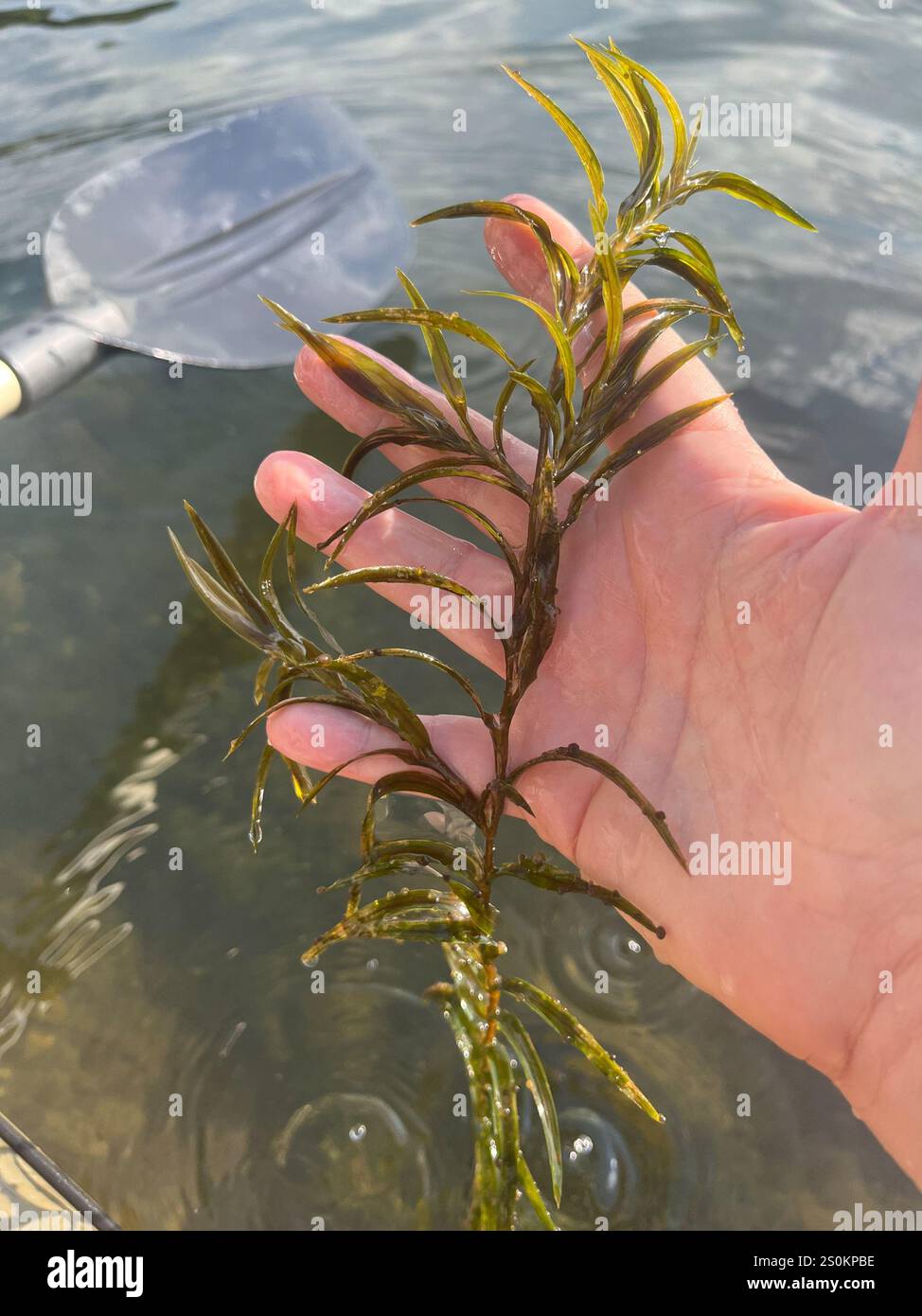 robbins' pondweed (Potamogeton robbinsii Stock Photo - Alamy