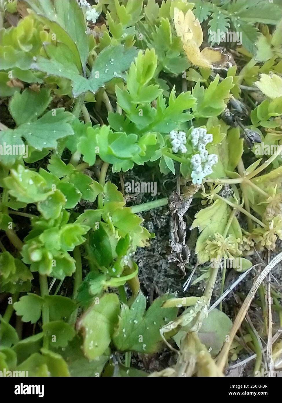 creeping marshwort (Helosciadium repens Stock Photo - Alamy